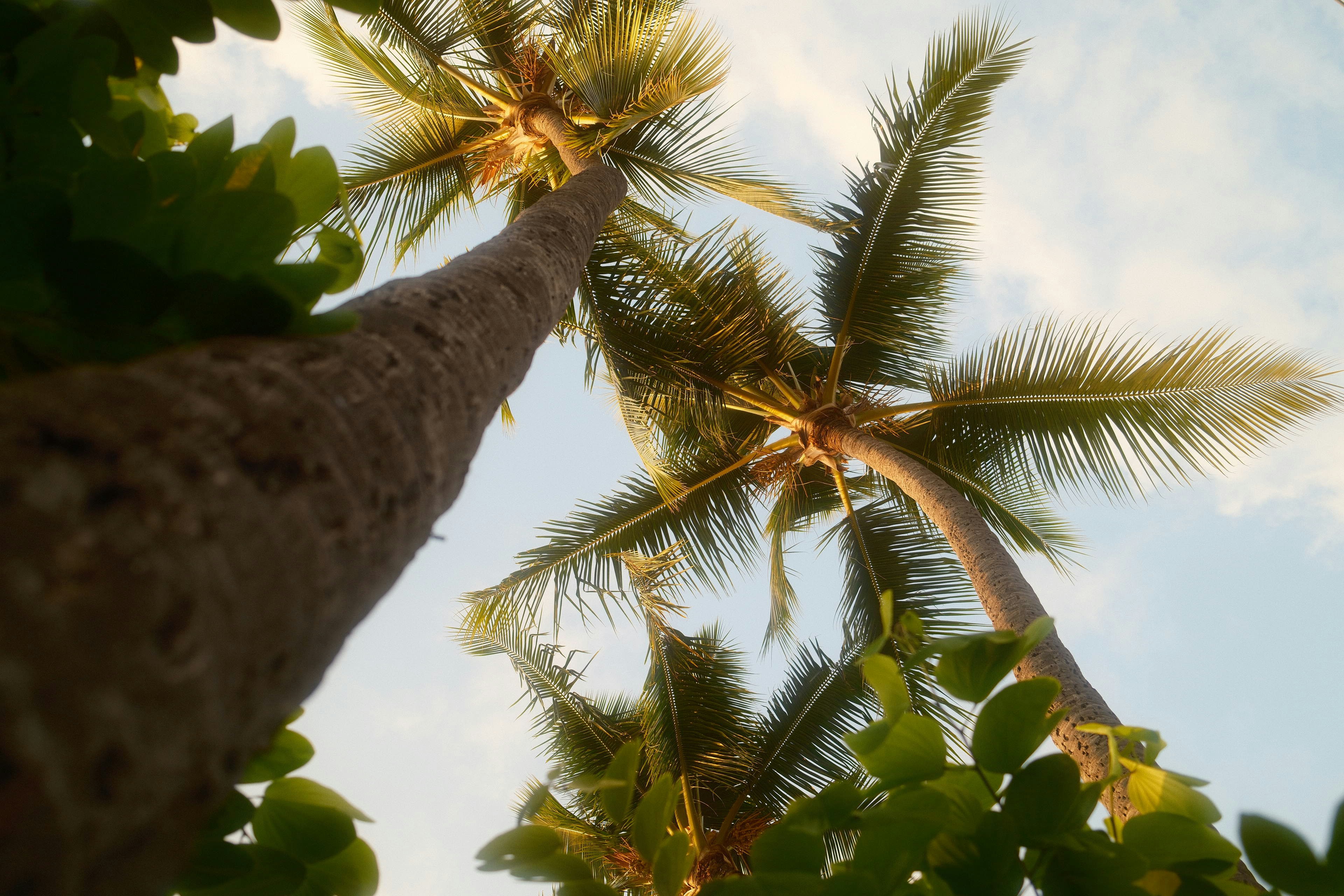 Palm Giants Against a Blue Canopy