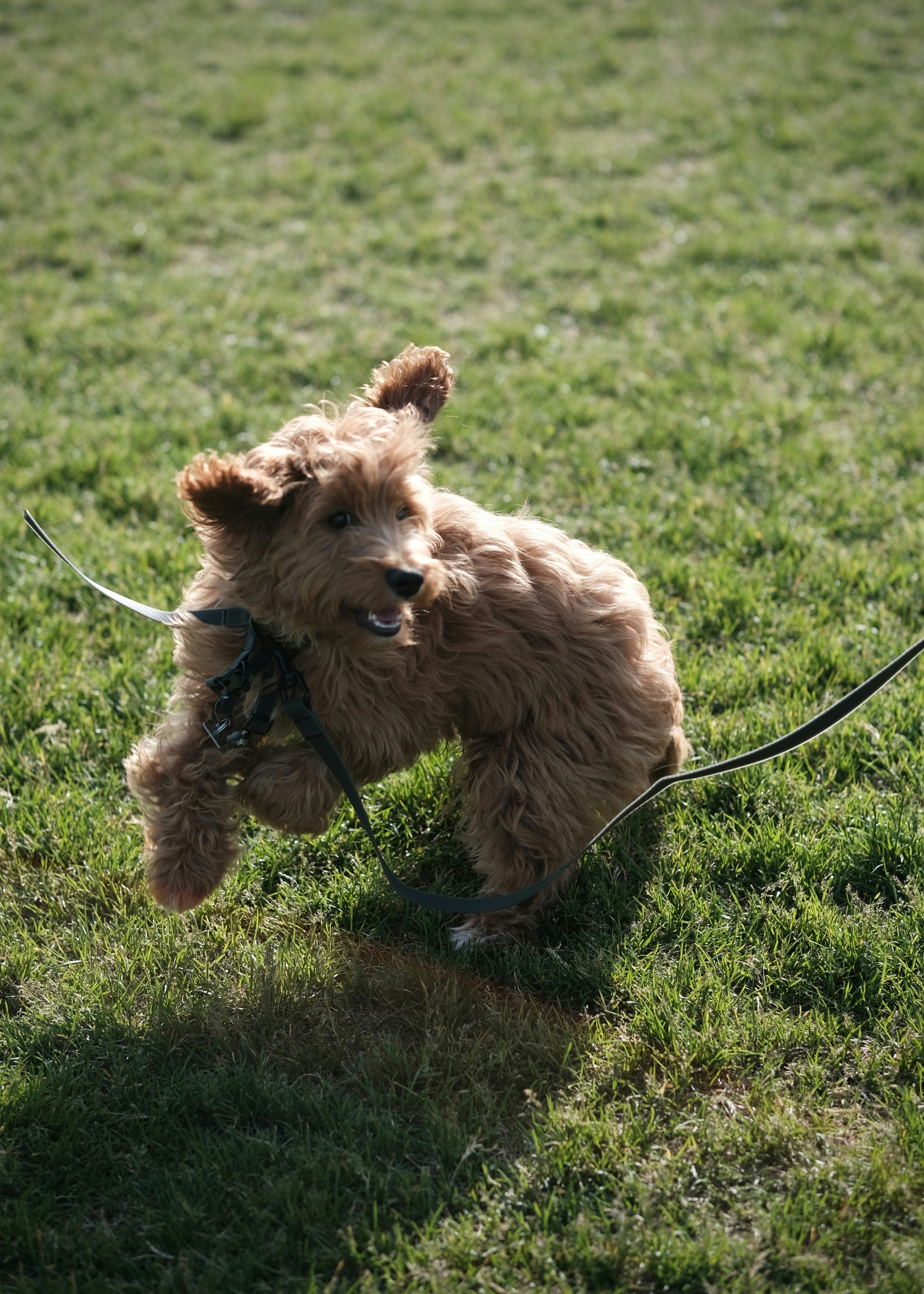 Rumbling Tails: A Puppy in Mid-Leap Across Sunlit Grass