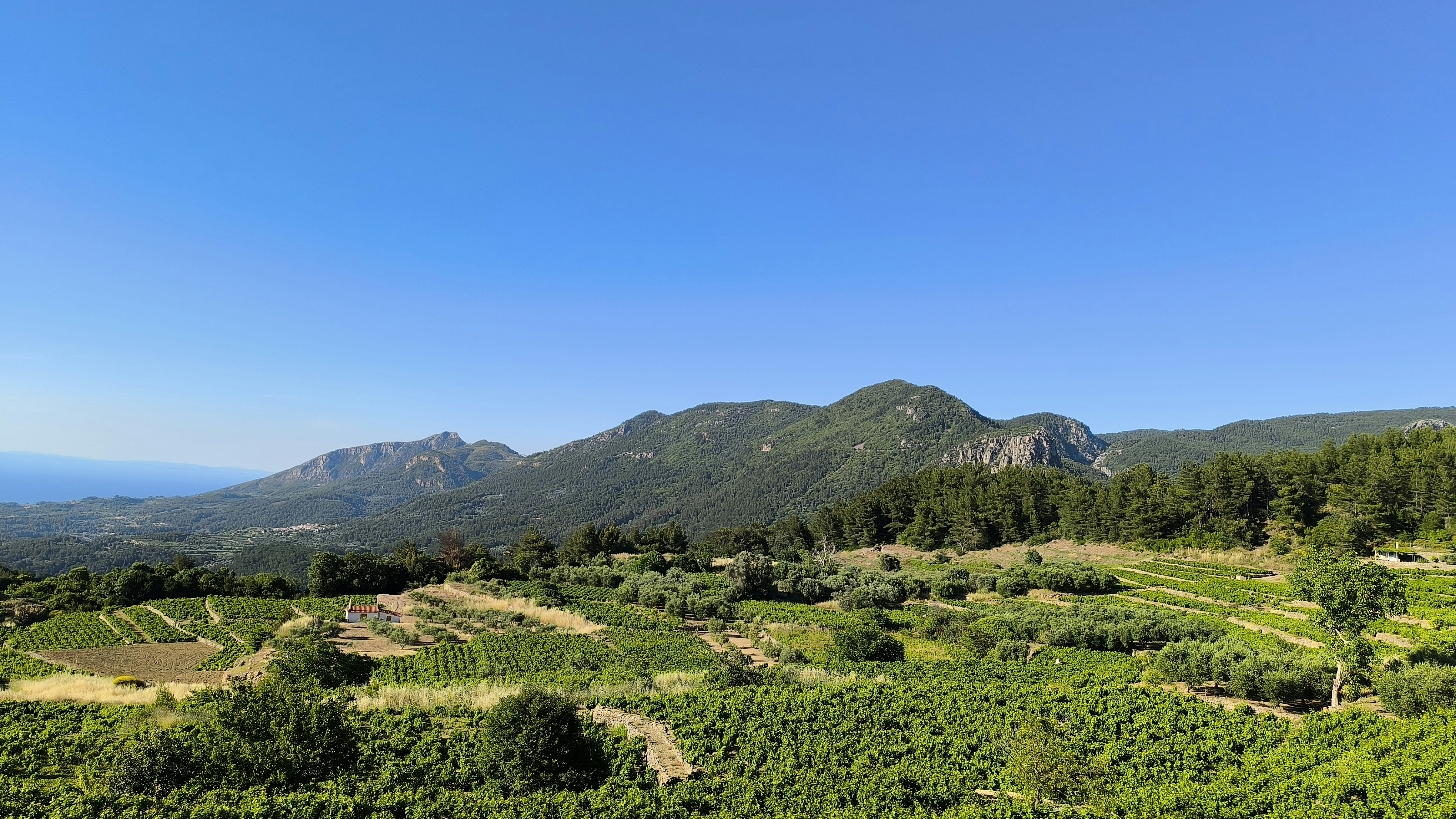 Terraced Vineyard Ridge under a Clear Coastal Sky
