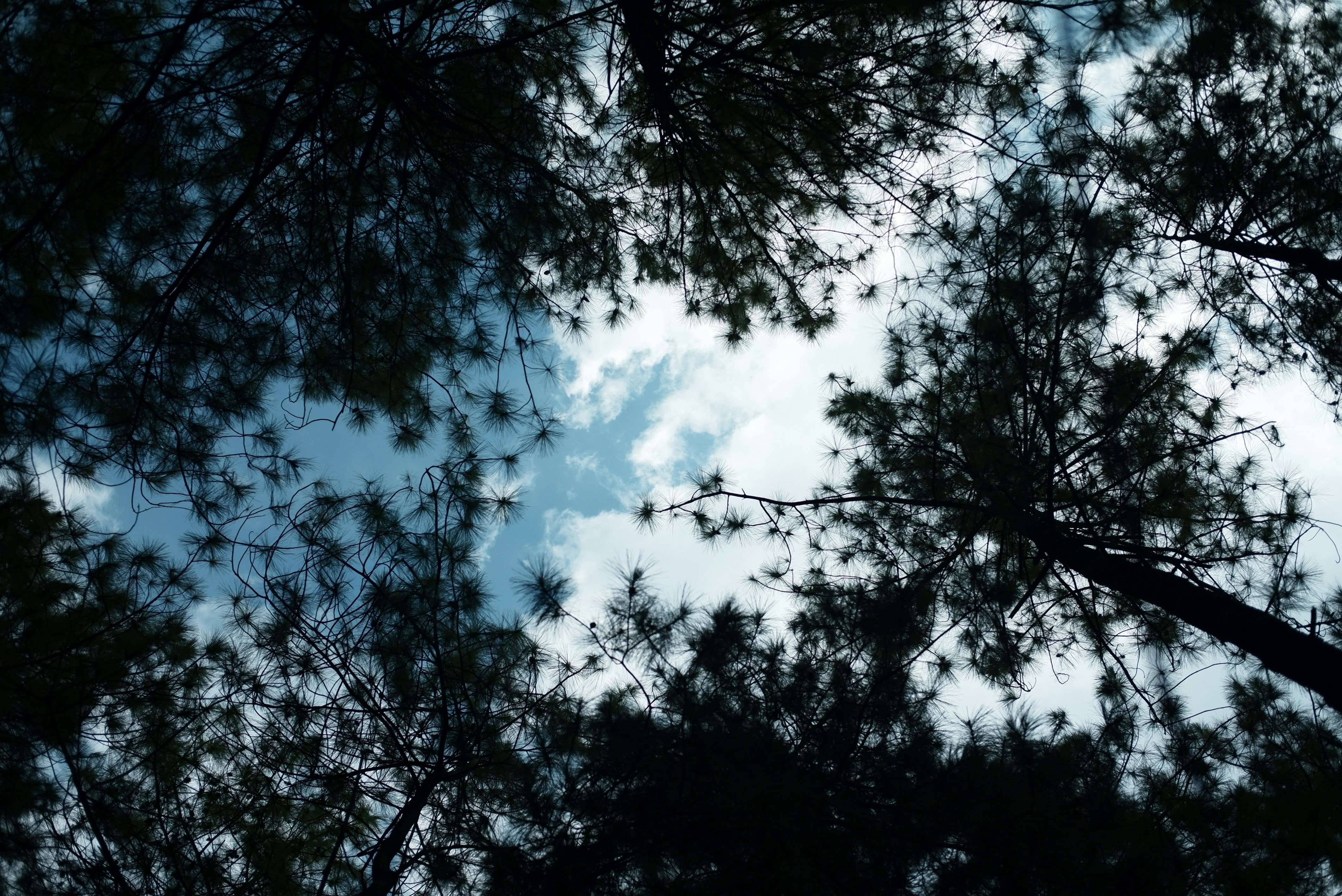 Skyward Canopy: A Circular Slice of Sky Through Towering Pines