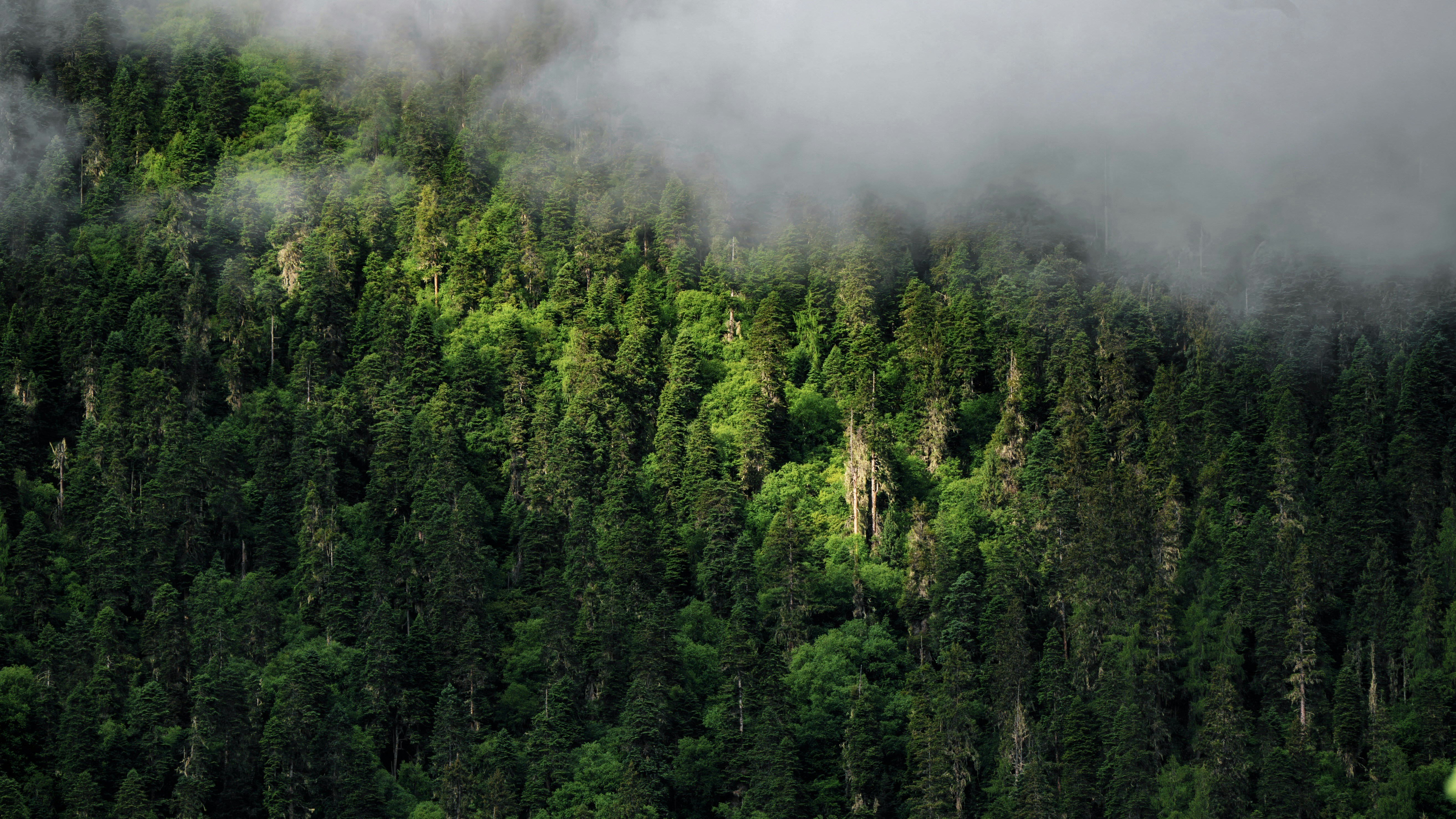 Mist-Coated Ridge: Sunlight Patches on a Pine Sea