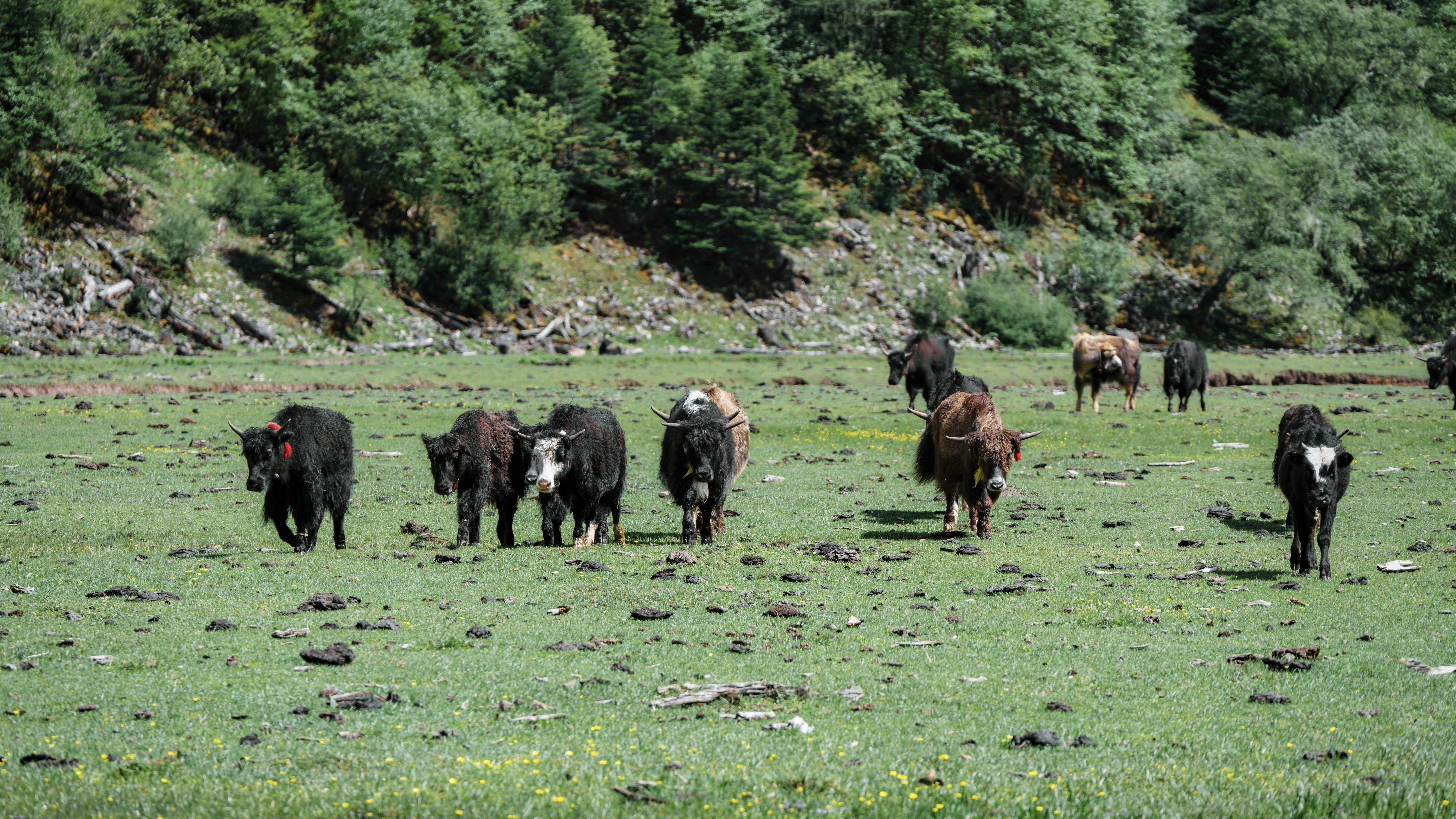 Herd of cattle grazing across a sunlit meadow with a forest backdrop