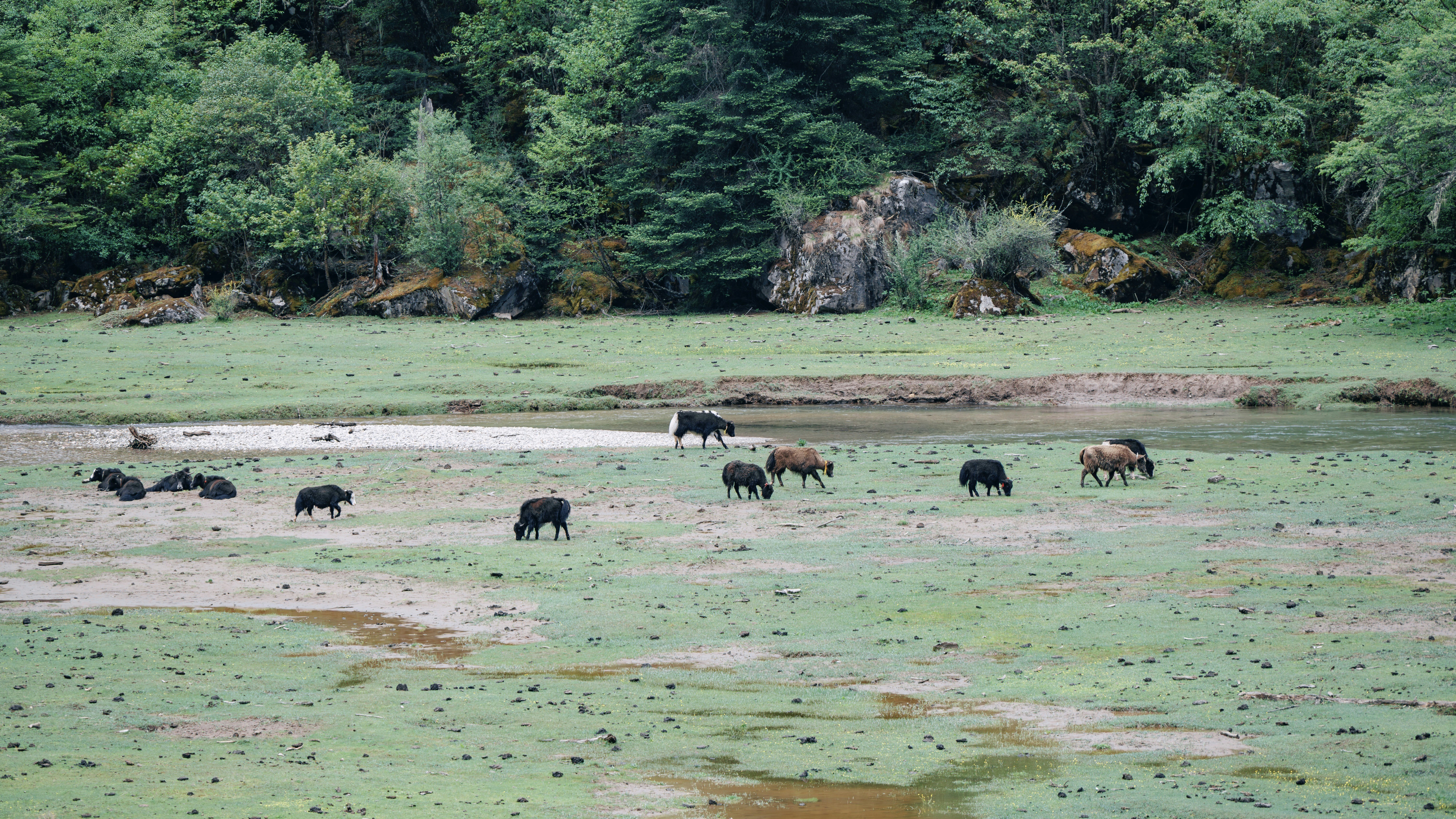 Herd of wildebeest across a salt-sodden meadow beneath forested cliffline