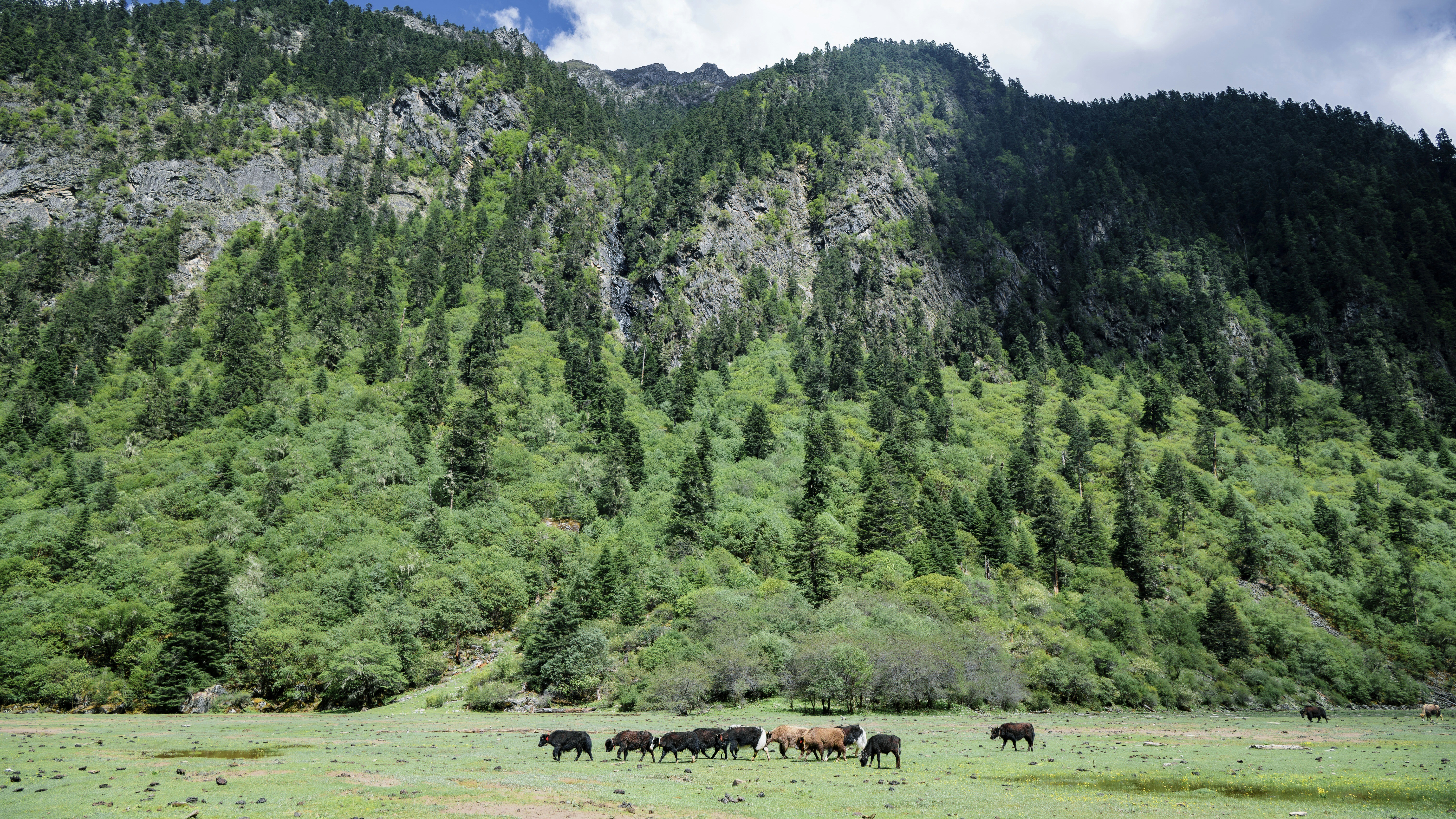 Gentle Herd at the Edge of a Carved Mountain Meadow