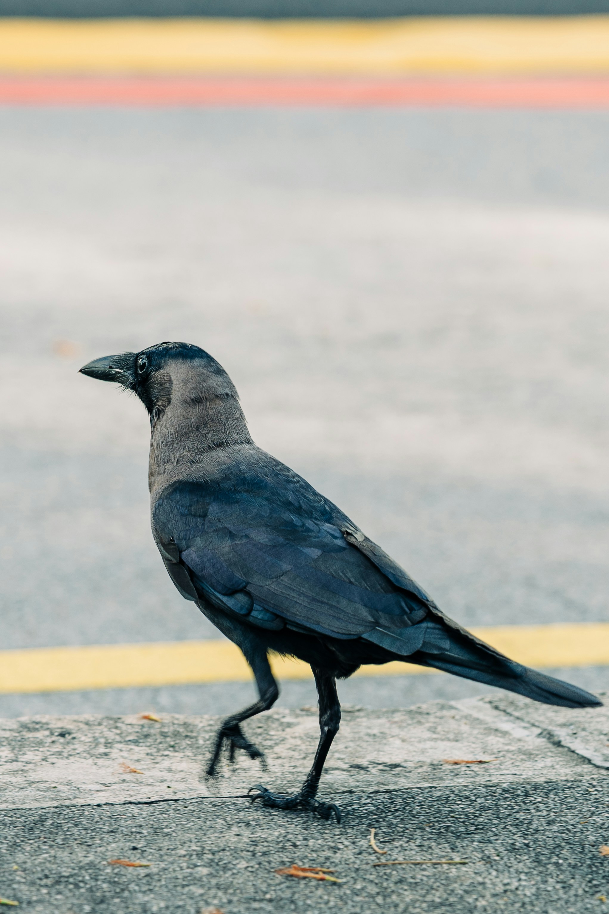 Winged Sentinel on Rain-Slick Pavement