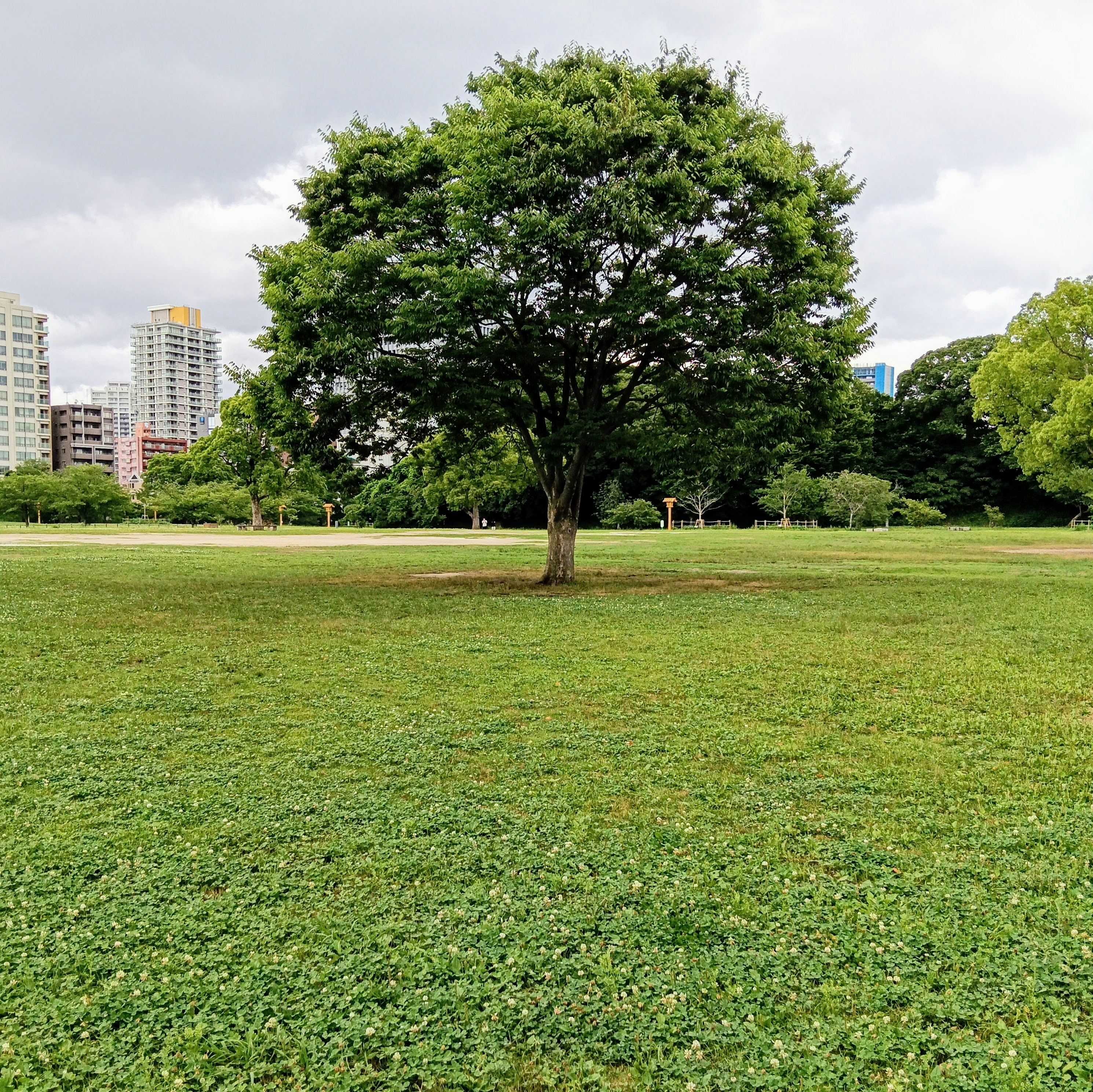 Central Lone Tree in a City Park