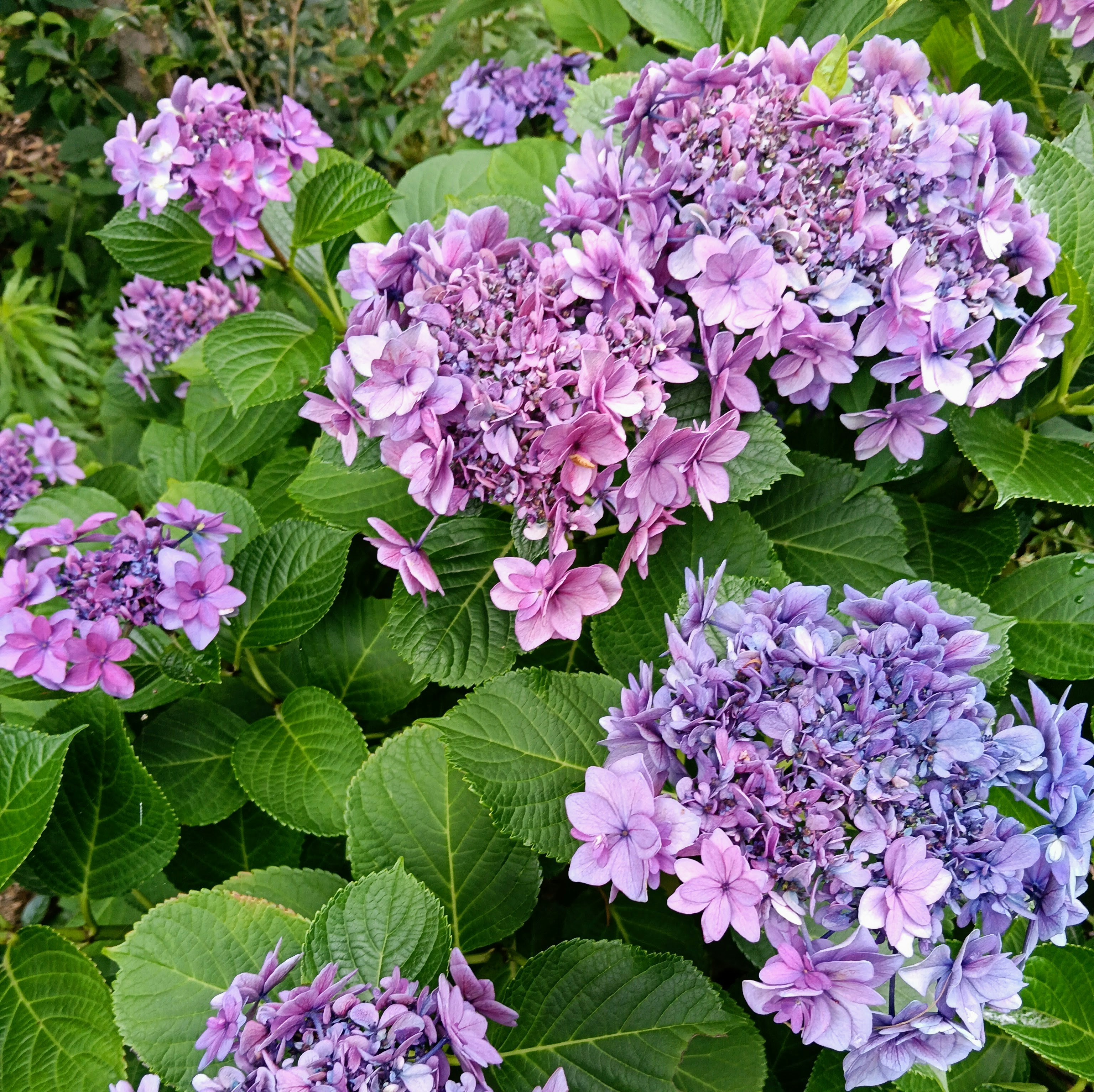 Lilac Hydrangea Crown: A Burst of Purple Pompoms Across Emerald Leaves