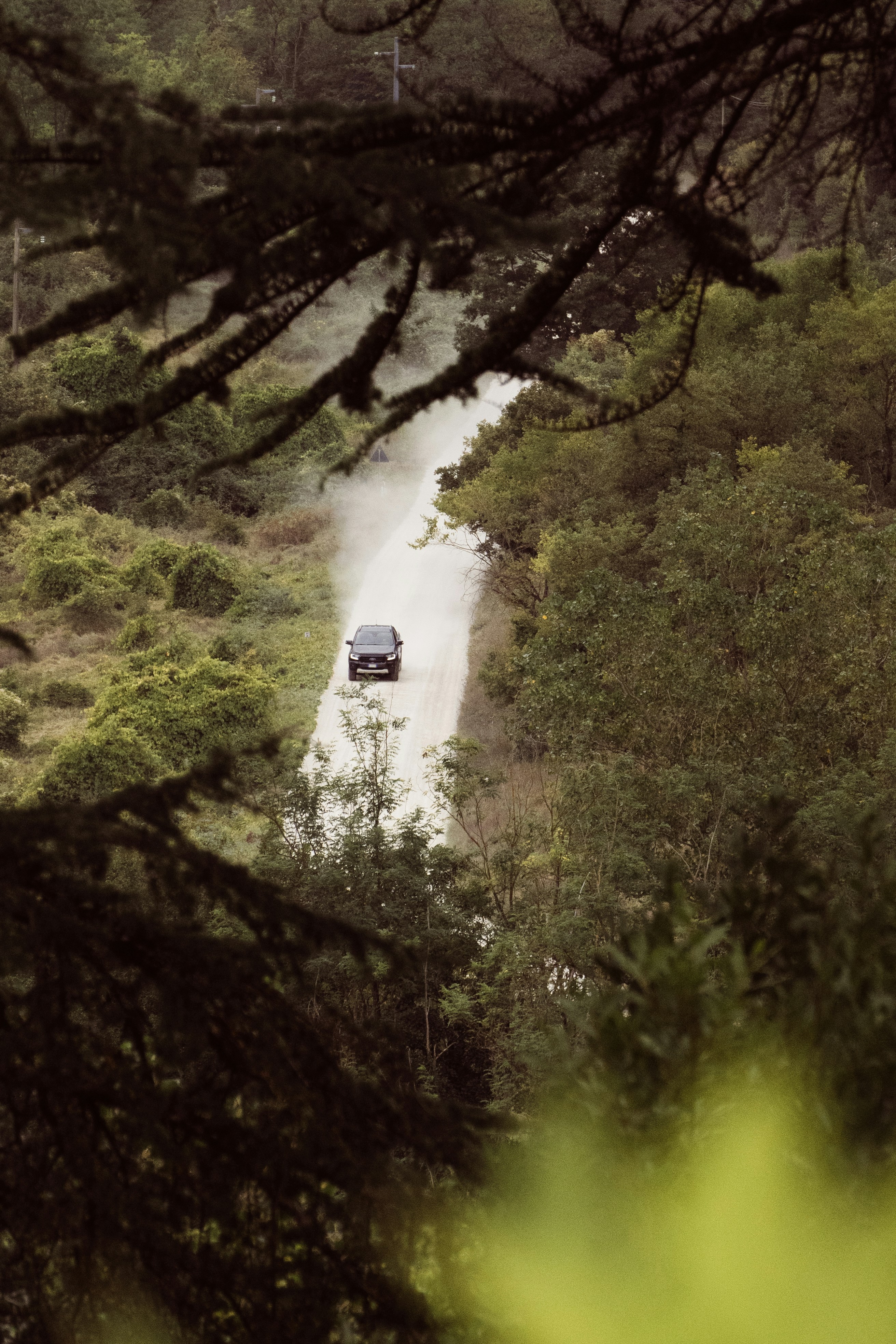 Road through the Pines: a solitary car on a misty forest drive