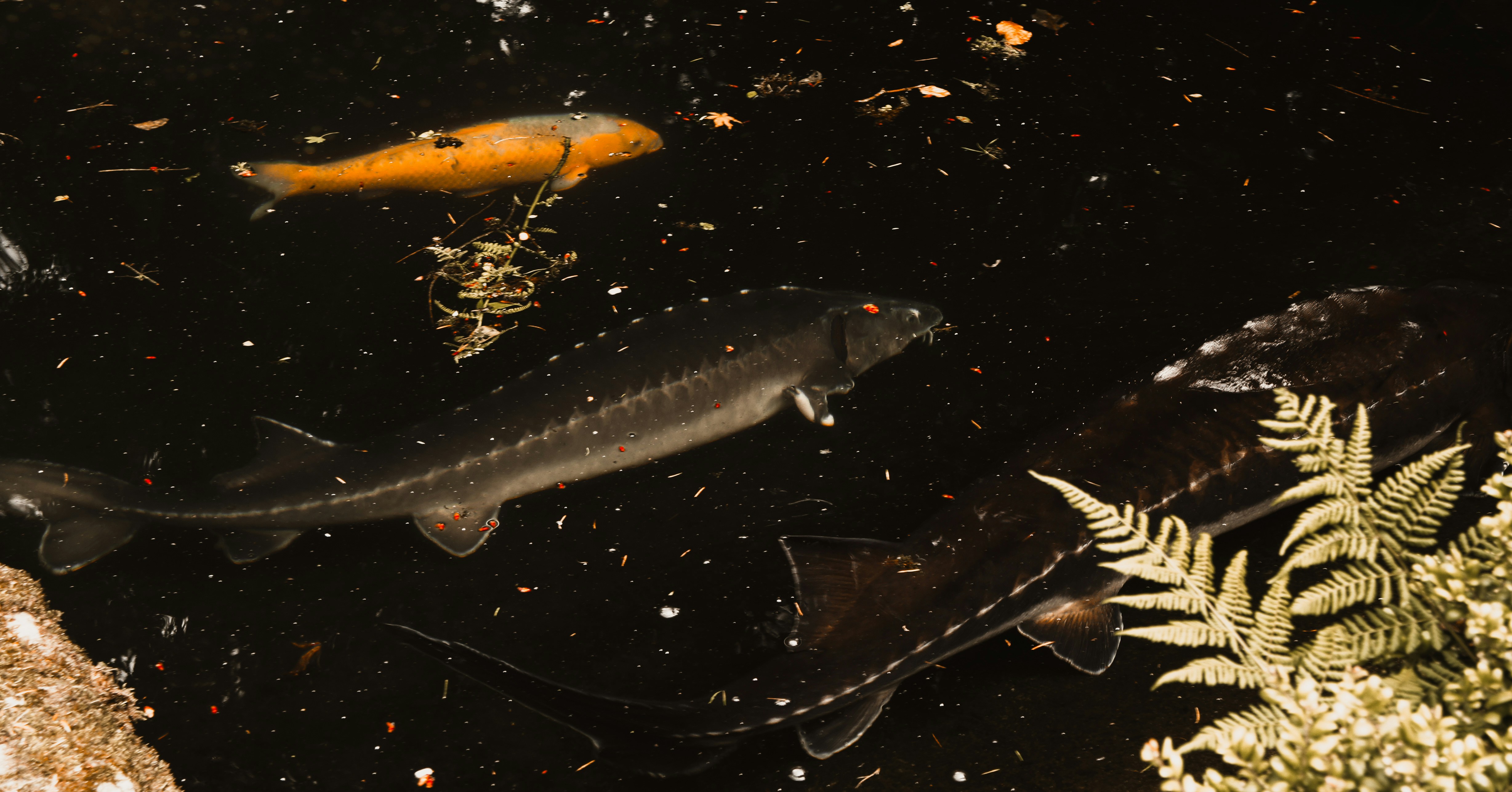 Two eels swim through a dimly lit pond with debris and aquatic plants around, conveying a quiet, nocturnal underwater moment.
