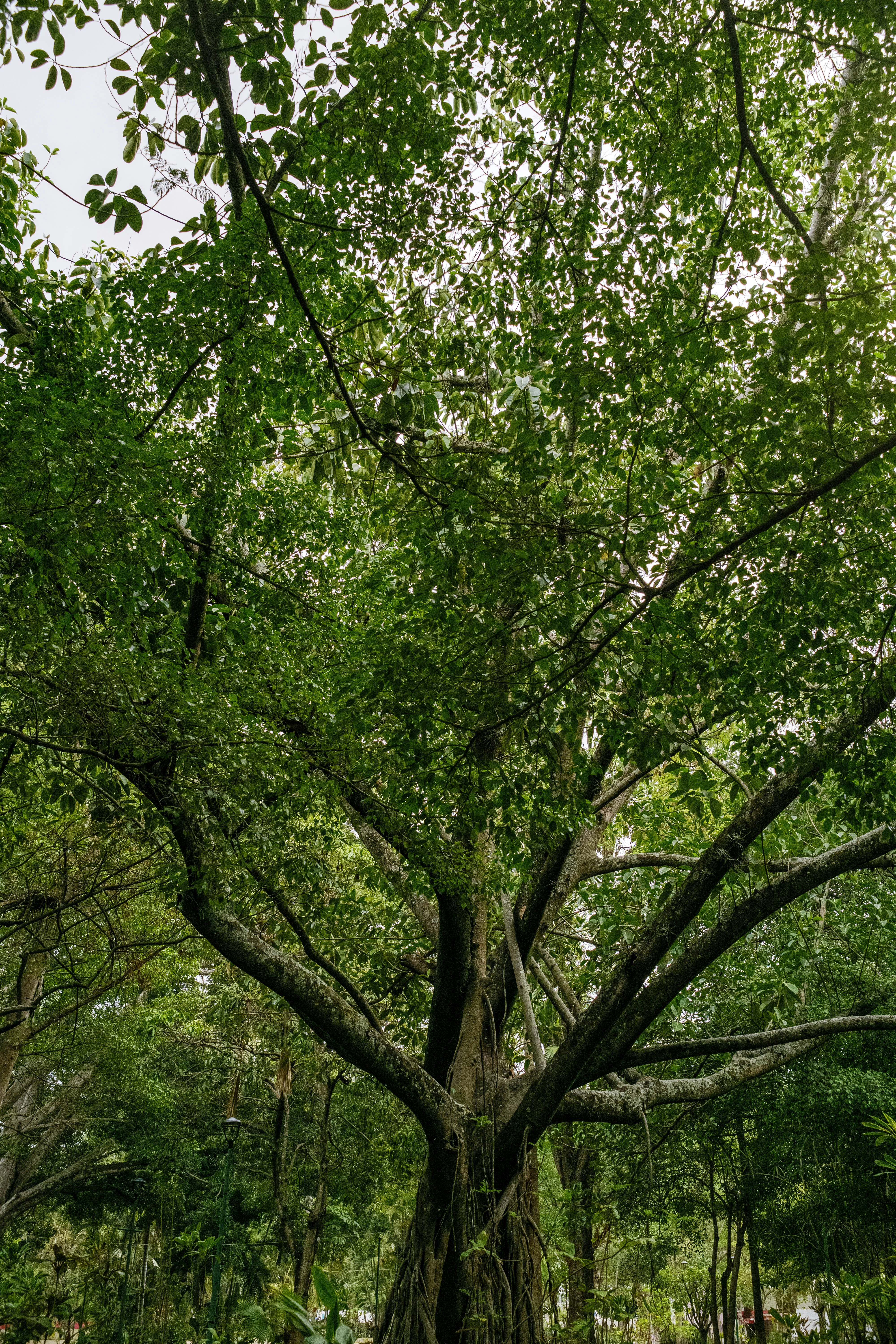 Majestic Urban Canopy: Central Tree with Lush Green Vines