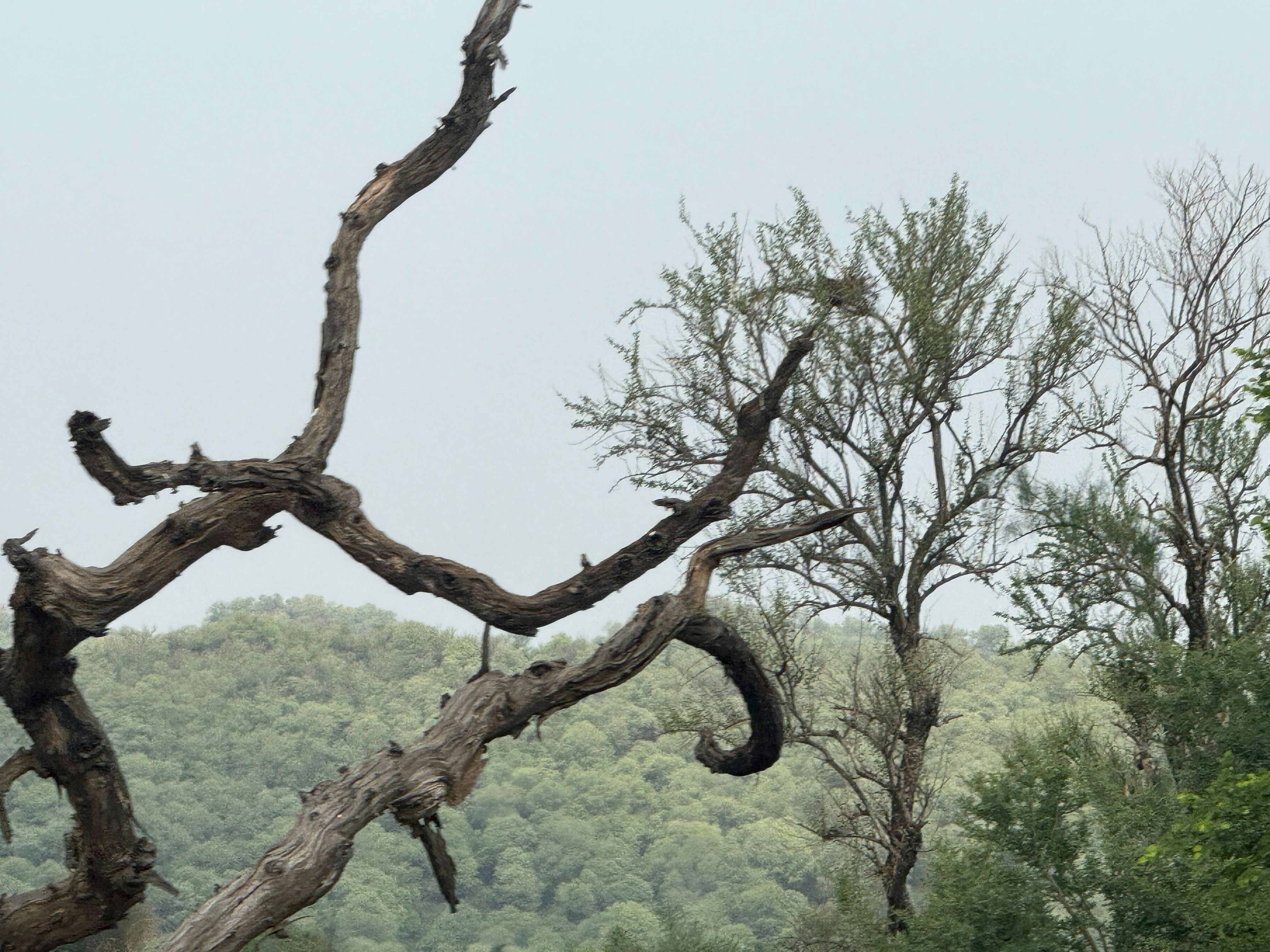 Twisted Arboreal Sinews Over a Muted Valley