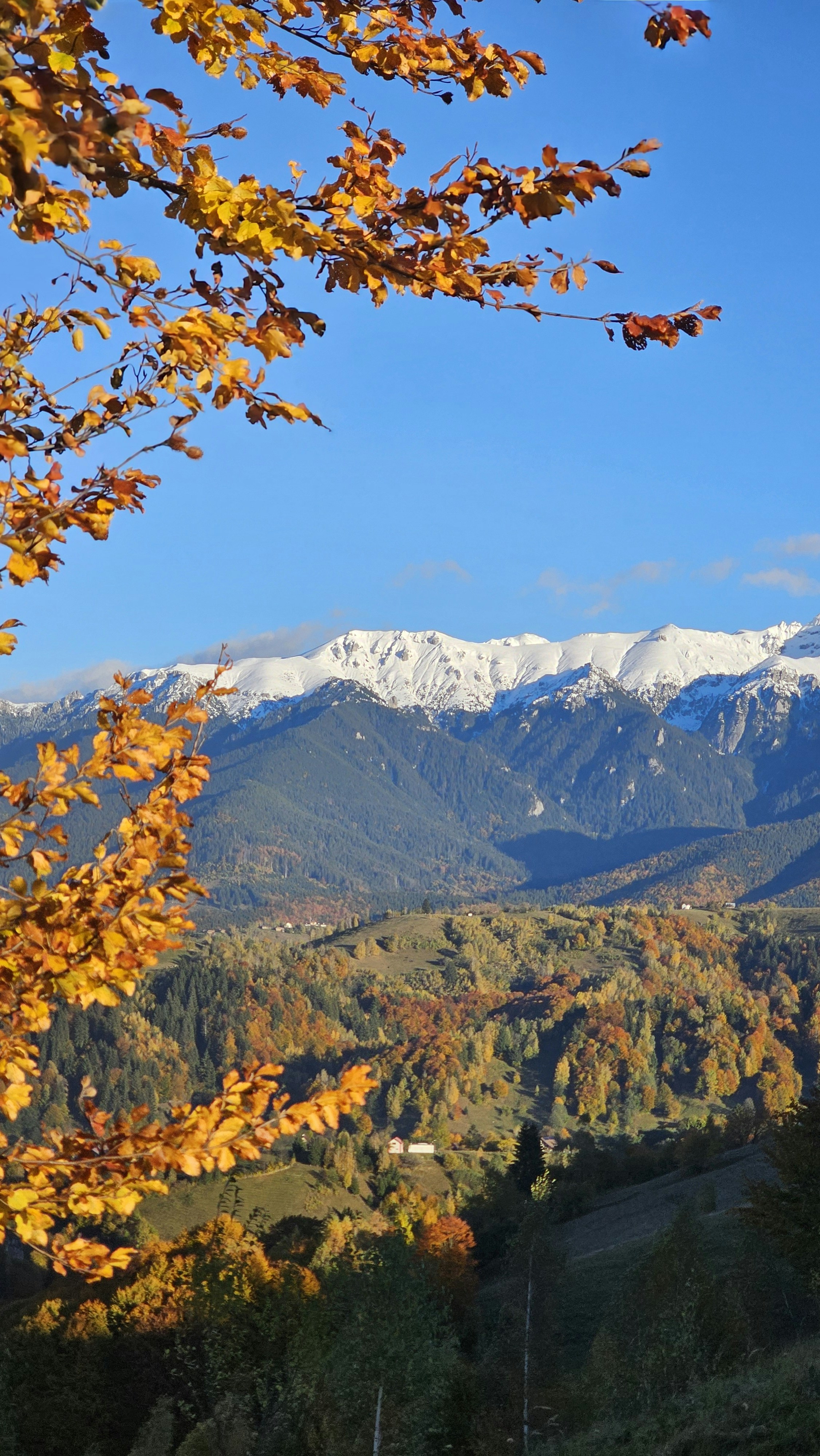 Autumn Branches Framing Snow-Capped Peaks
