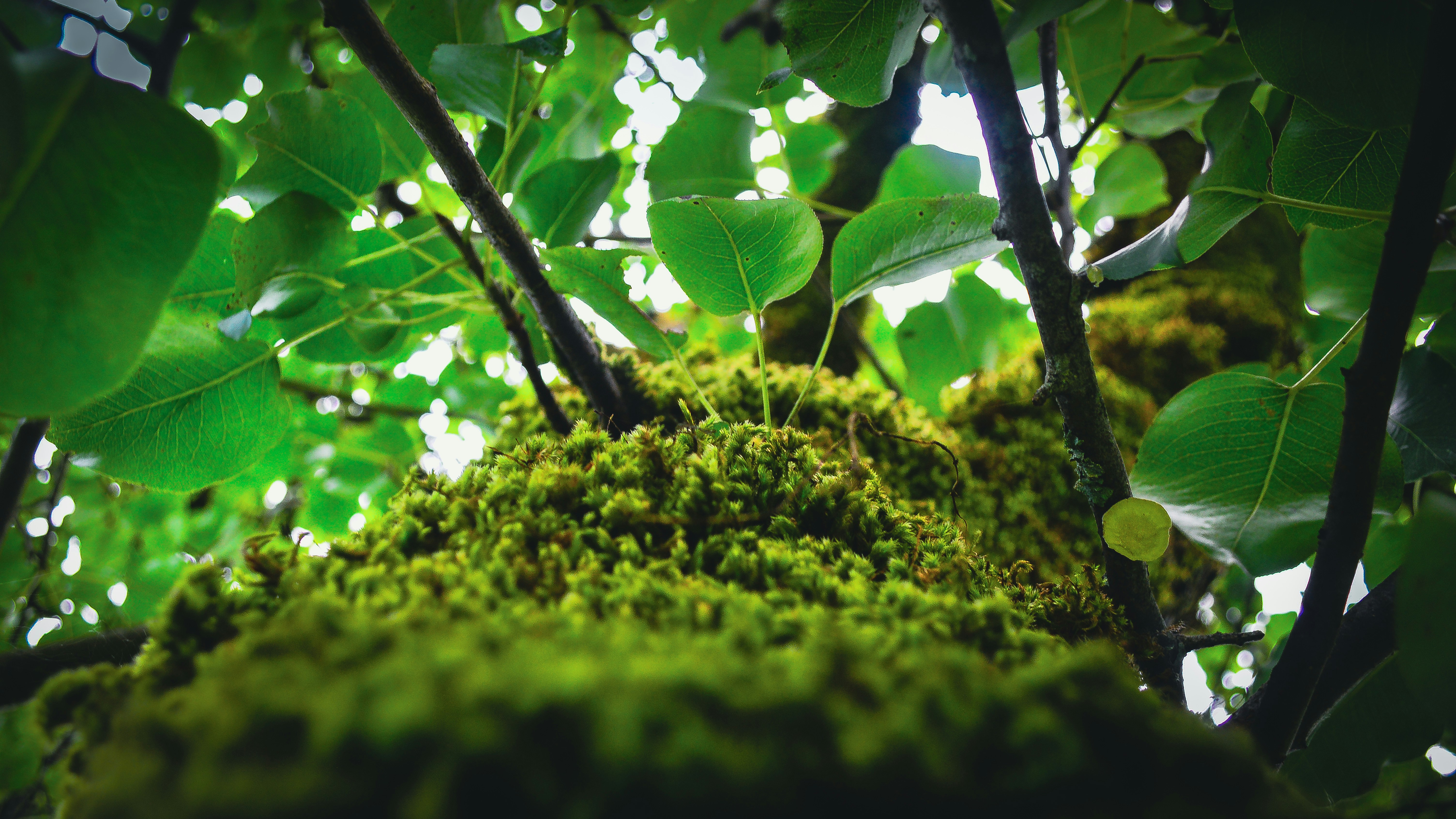Emerald Moss on a Forest Crown: A Macro Moment Above Leafy Canopy