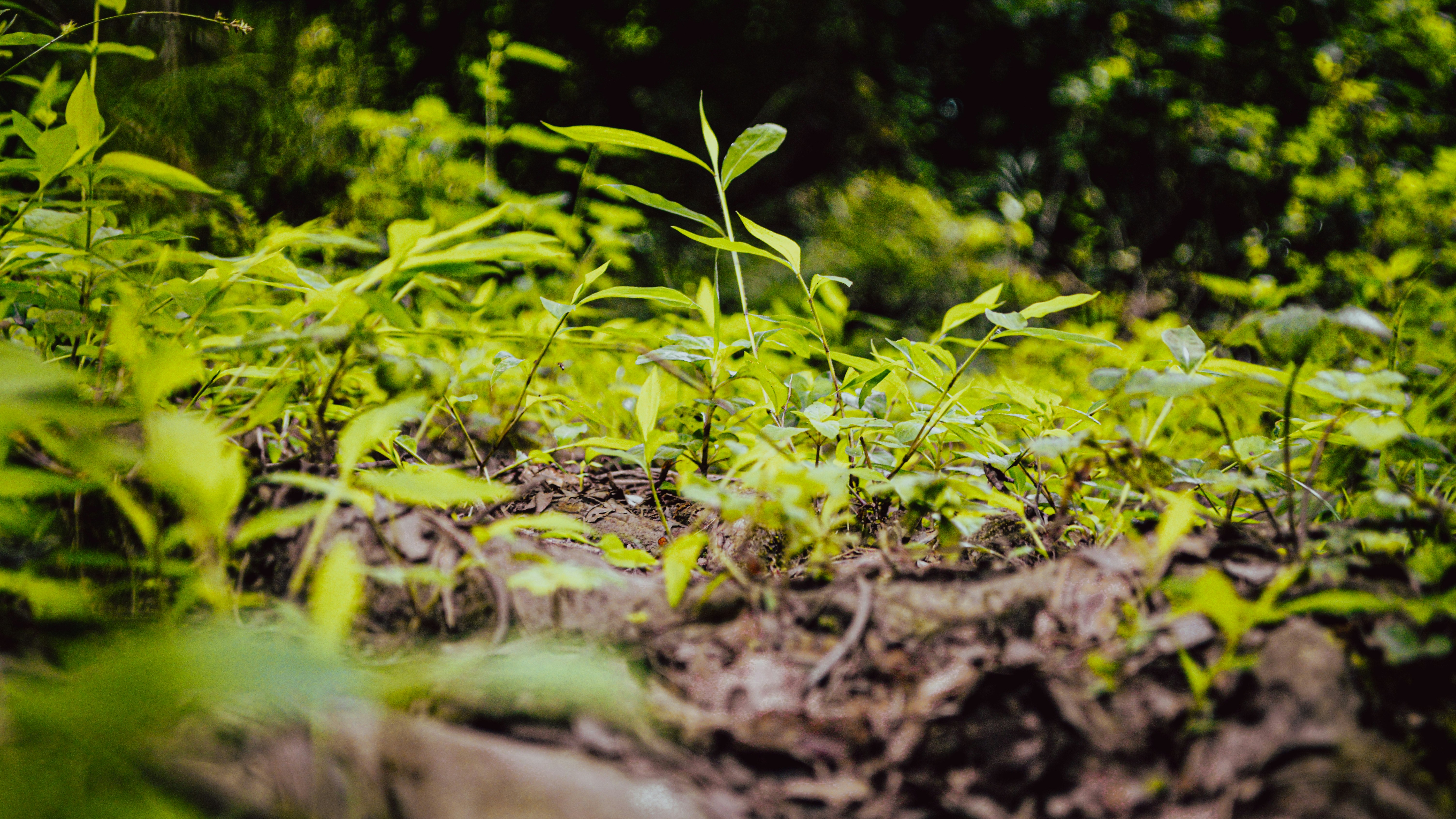 Young seedlings emerge in a damp, rocky bed, reaching toward dappled sunlight in a peaceful woodland edge.