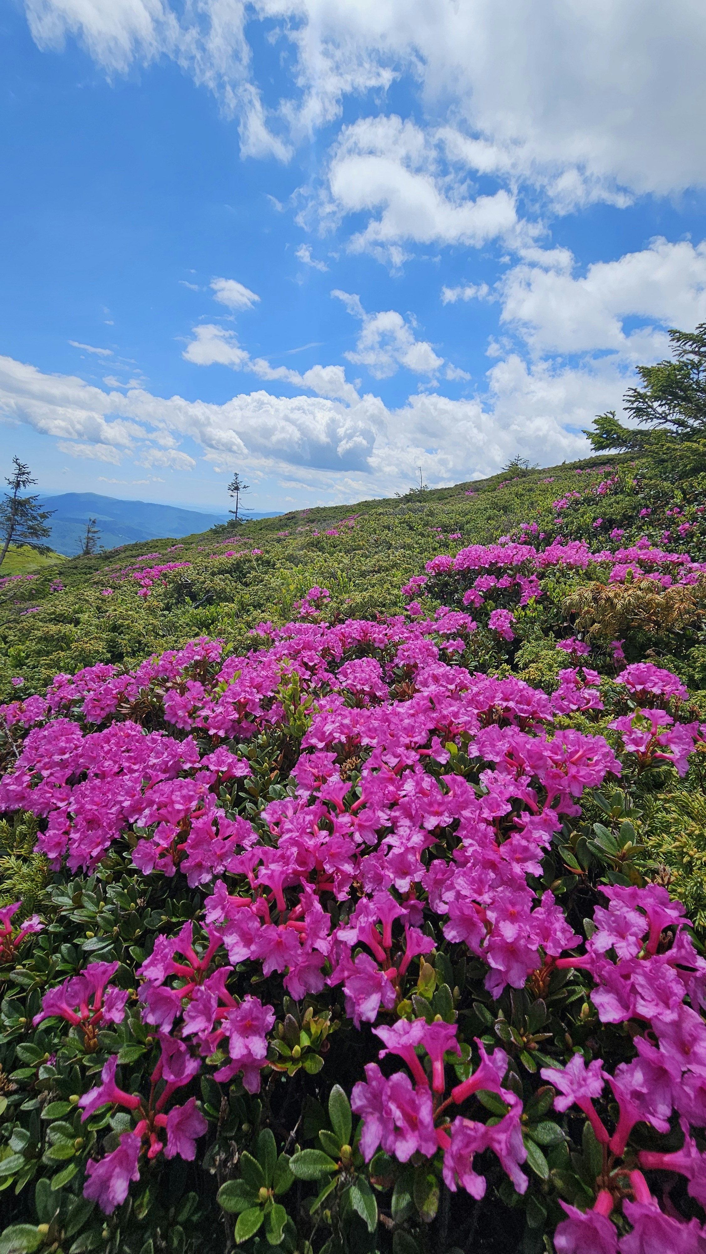 Sea of Pink Blooms on a Mountain Ridge under a Bright Sky