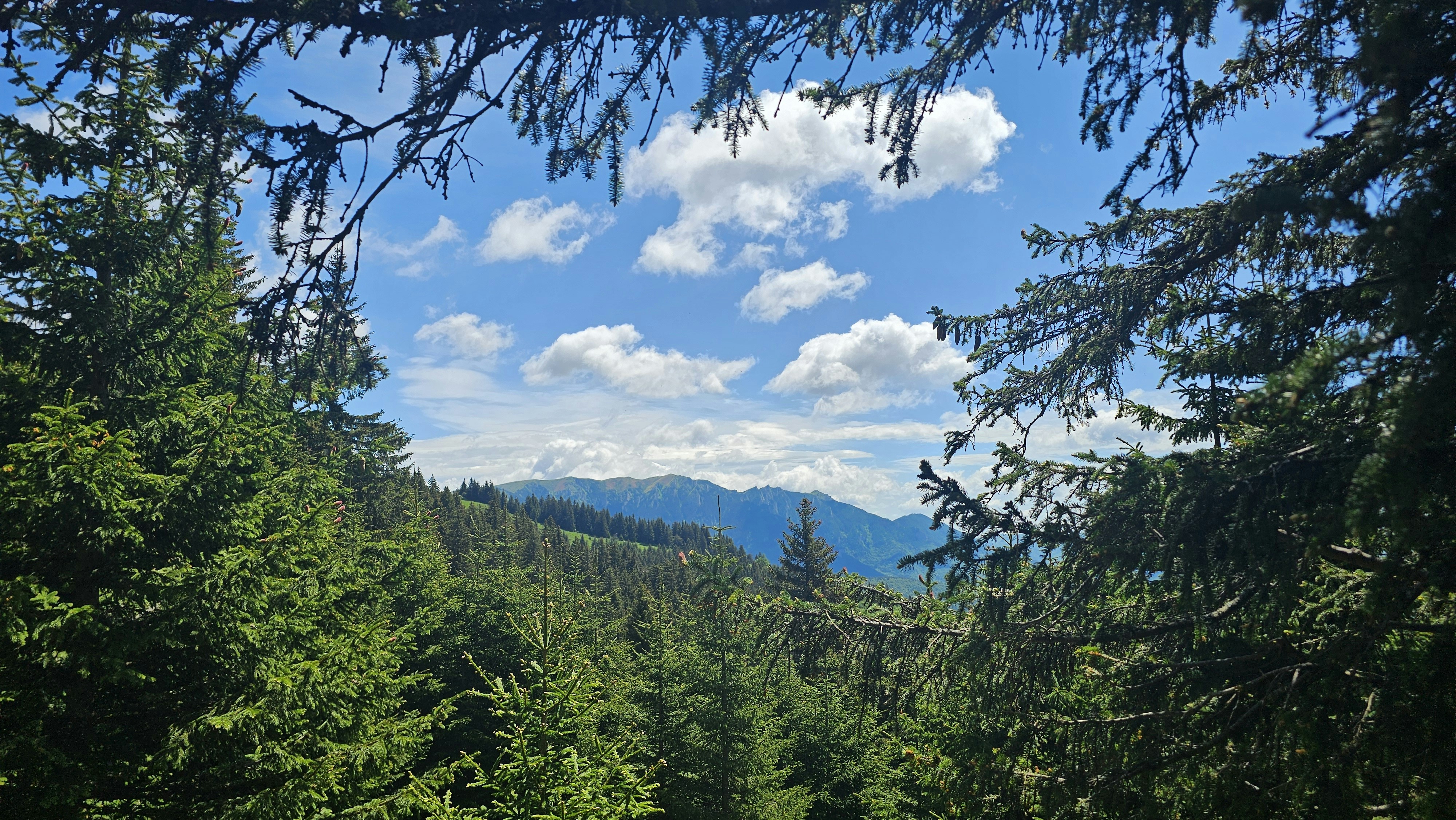 Ridge View Through Pine Canopy