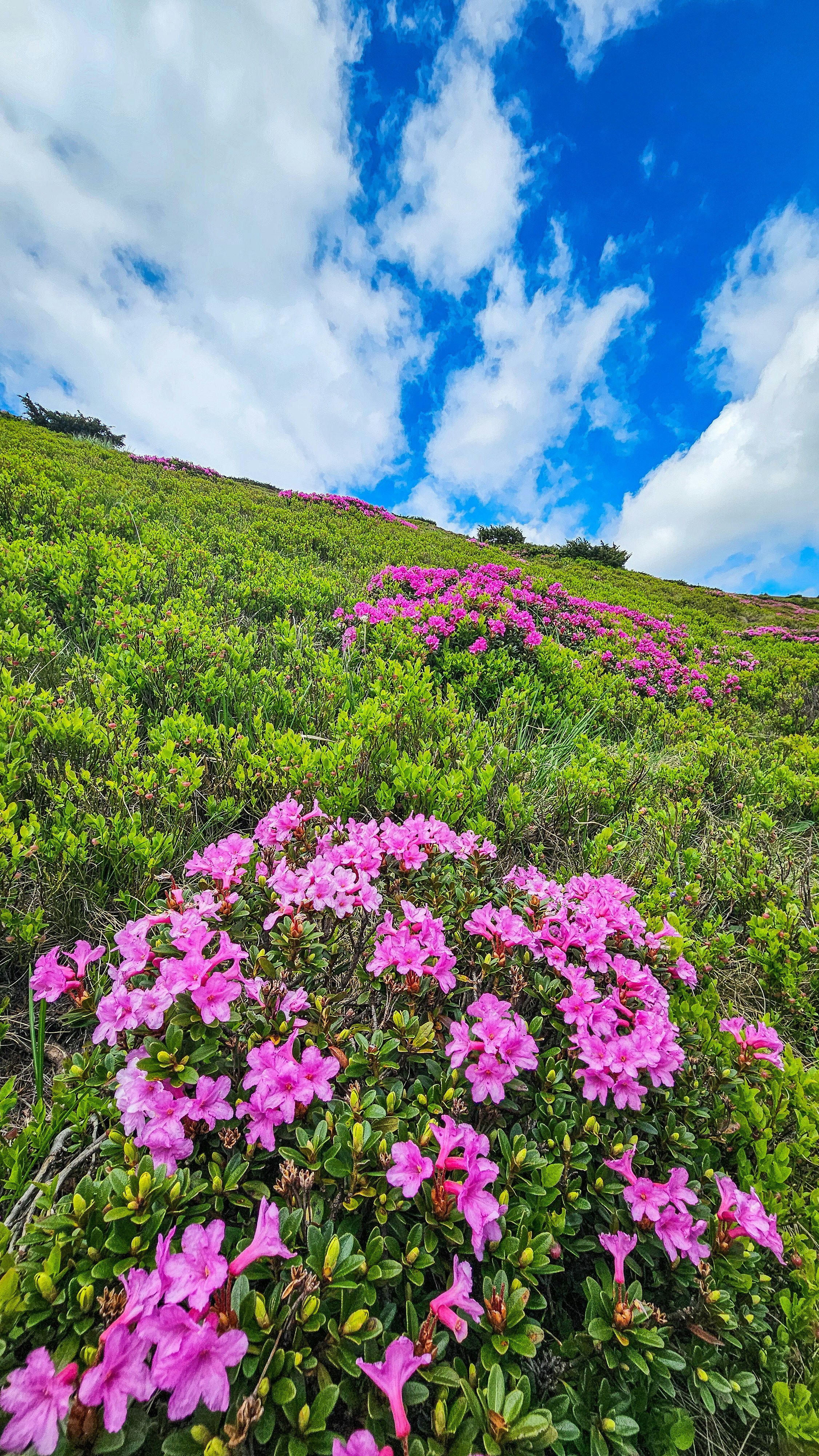 Pink bloom hillside under a bright blue sky