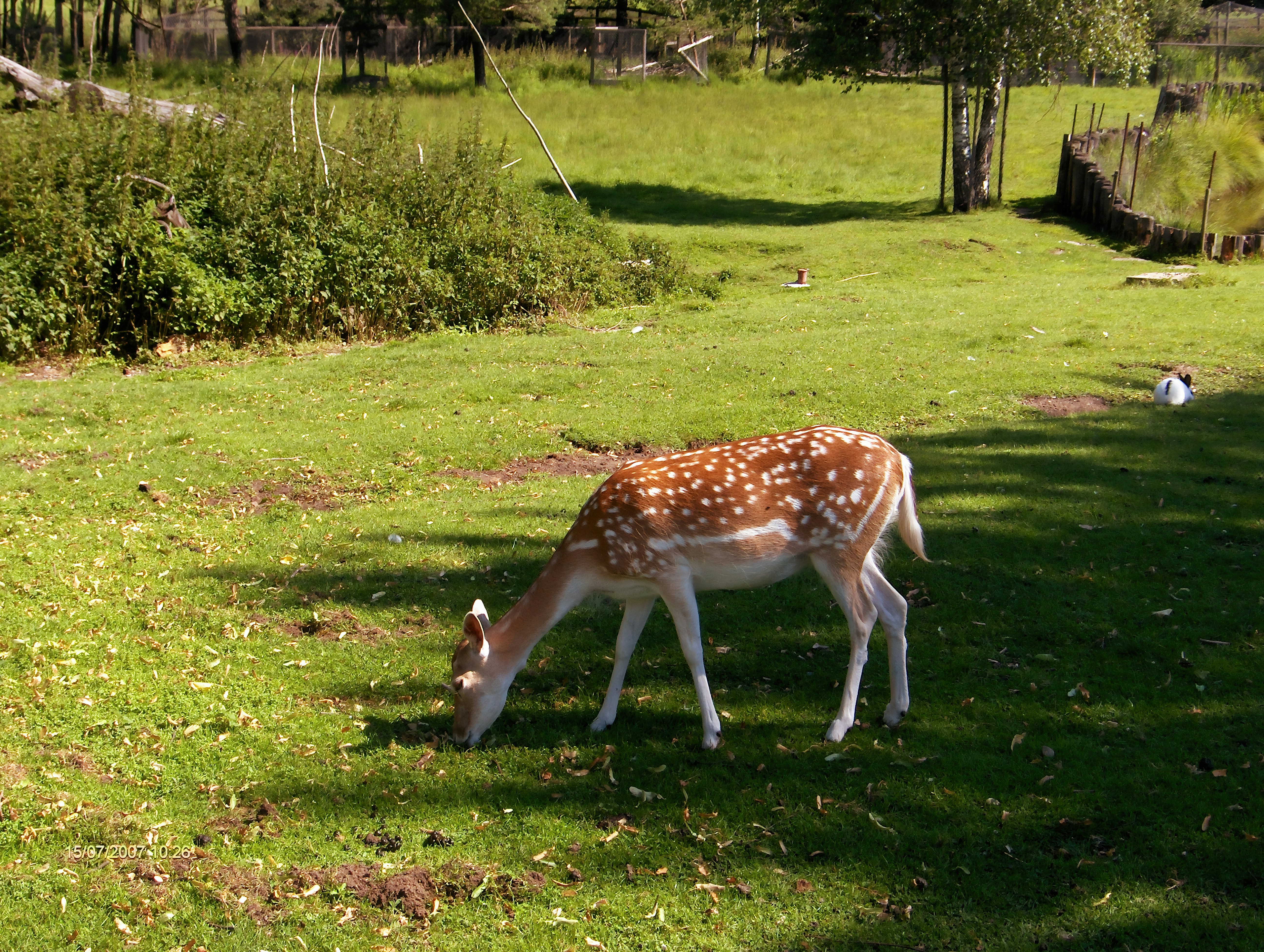 A spotted deer grazes in a sunny green field.