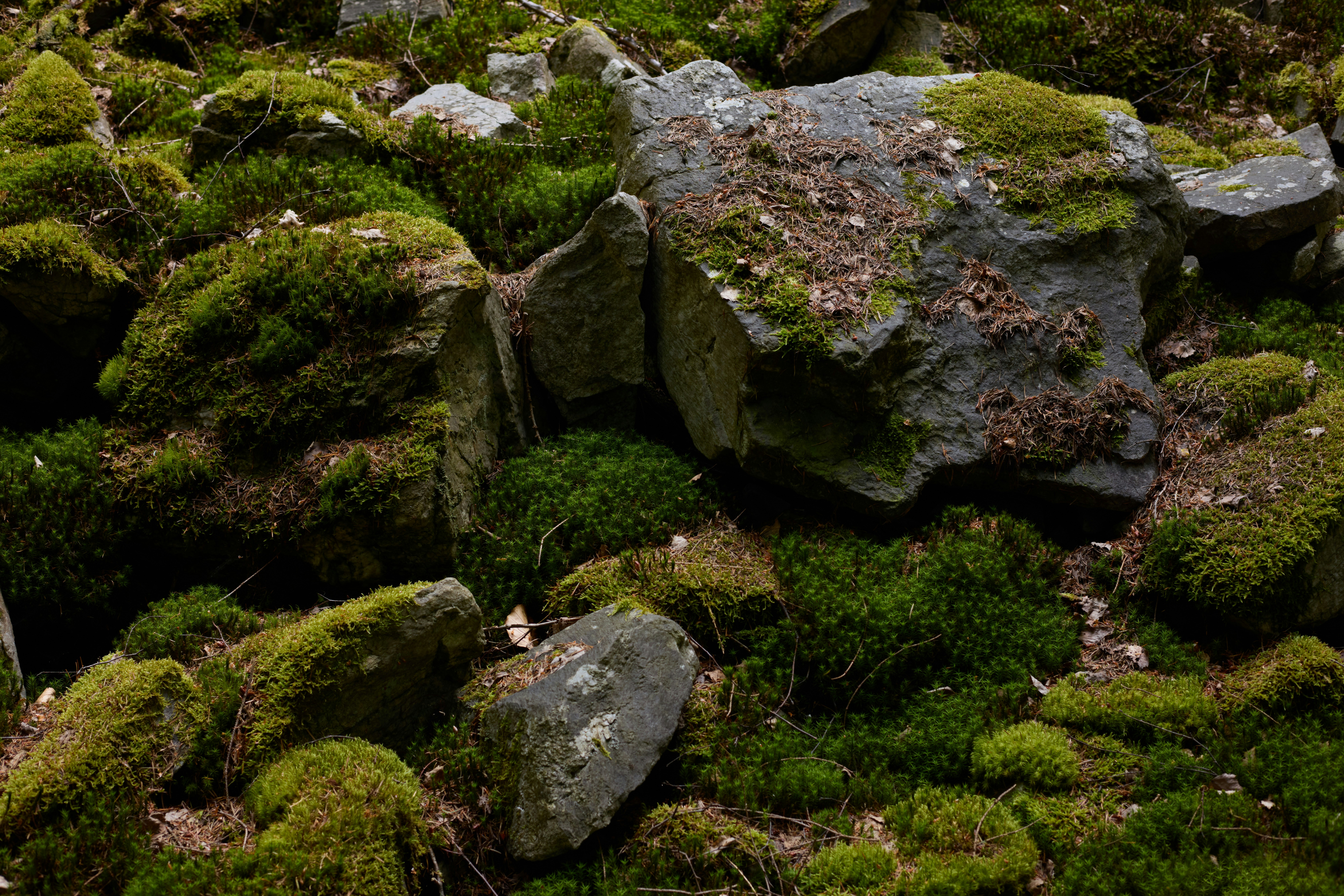 Moss-Crowned stones: quiet green in a rocky détournement