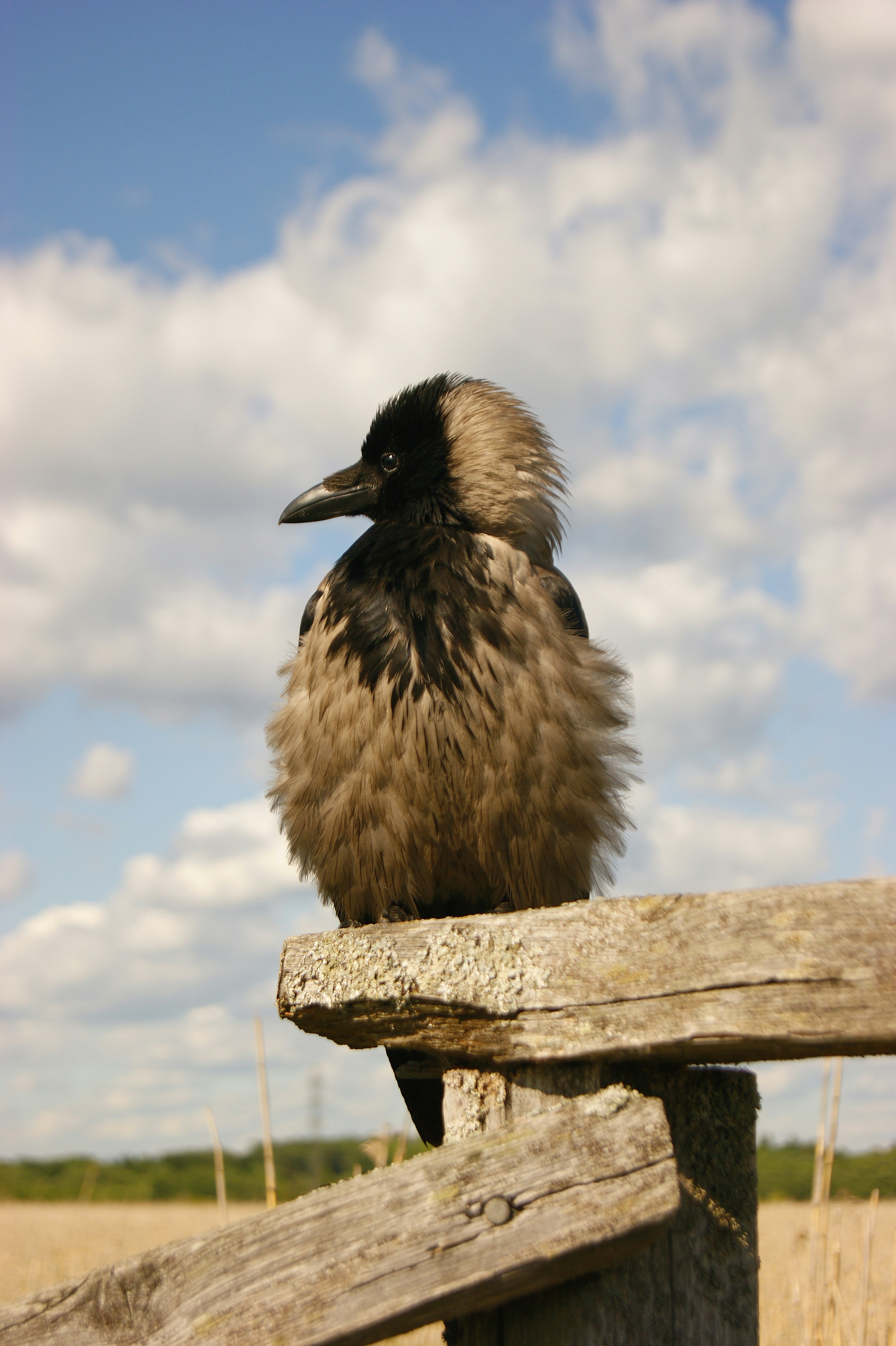 Raven on Weathered Gatepost Under a Wide Sky