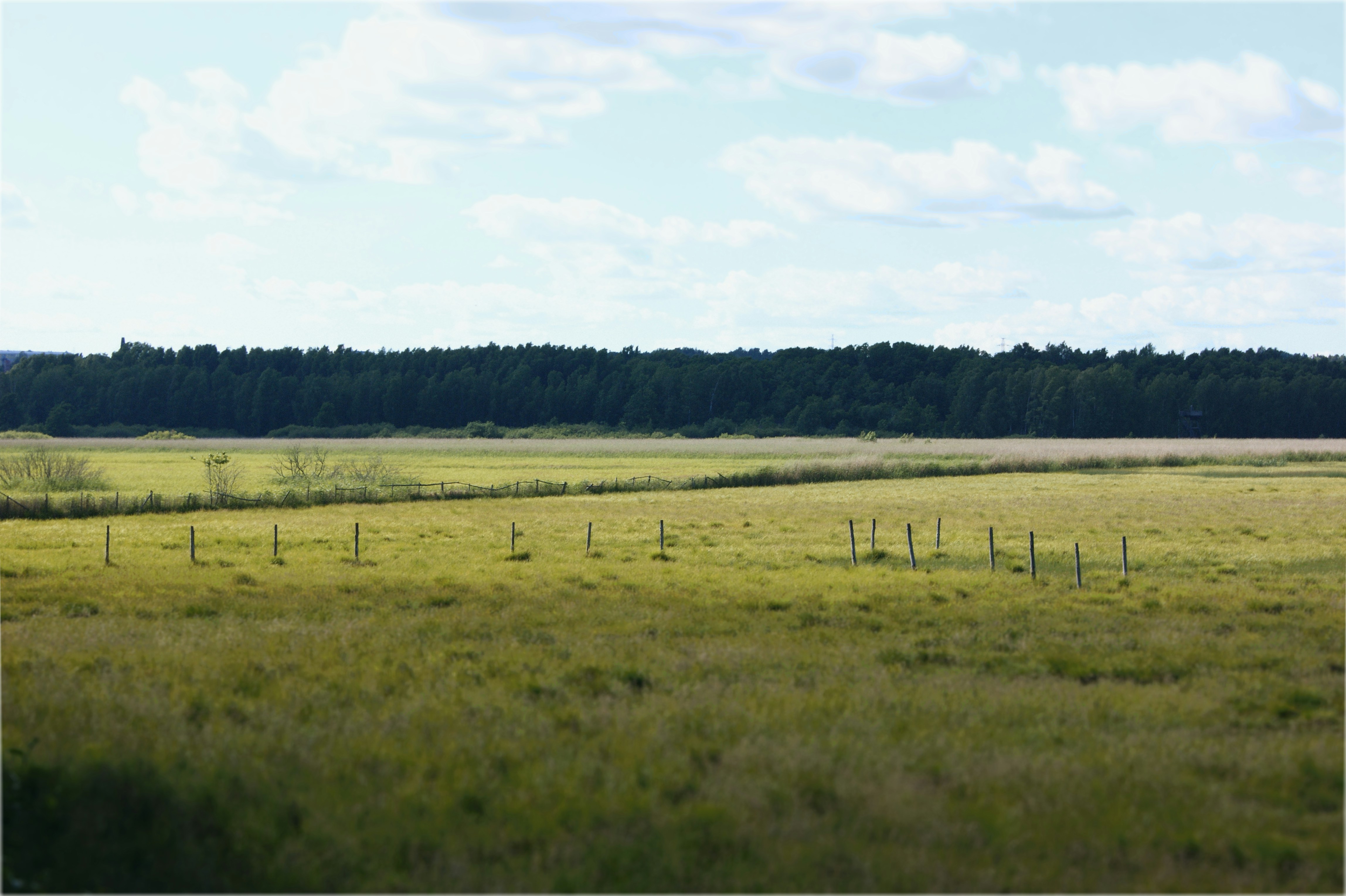 Quiet Horizon: Fence Posts Streak Across a Golden Prairie