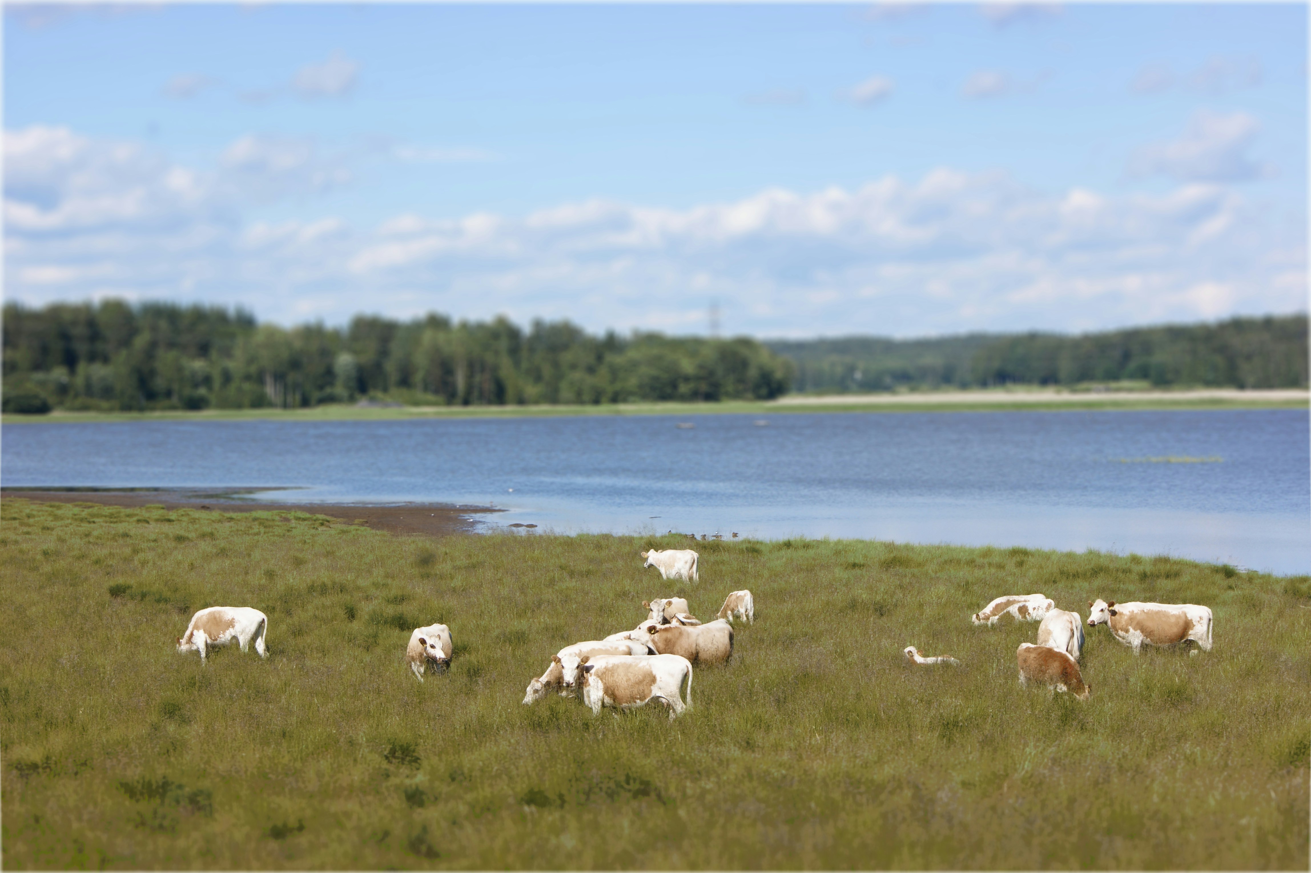 Flock of light-colored cows grazing on a grassy shore with a calm lake and distant tree line under a partly cloudy sky.