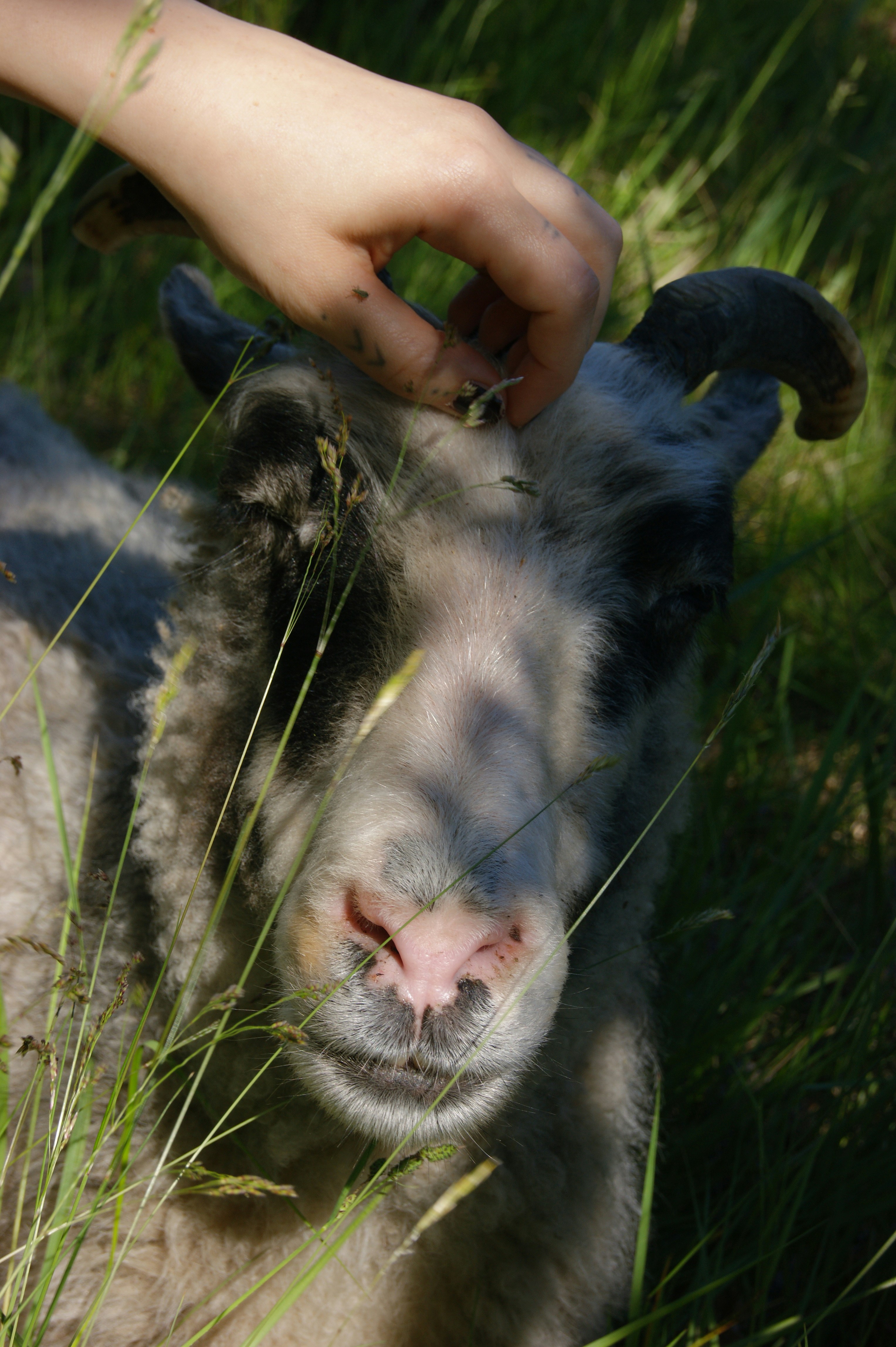 A close-up of a lamb resting in tall grass as a hand gently lifts its ear, with soft sunlight highlighting the fleece and pink nose.