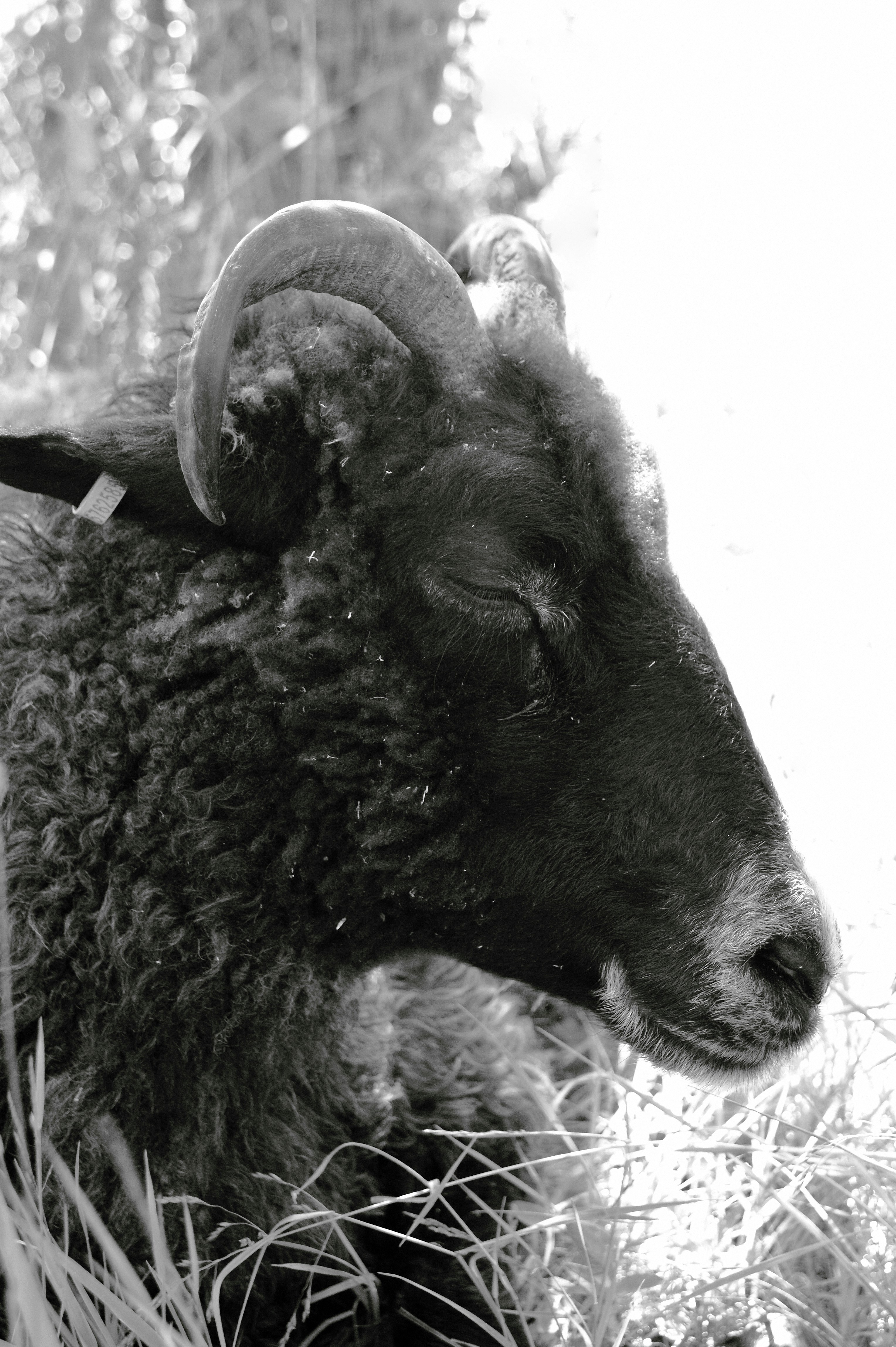 Close-up of a woolly ram with curled horns in a sunlit pasture