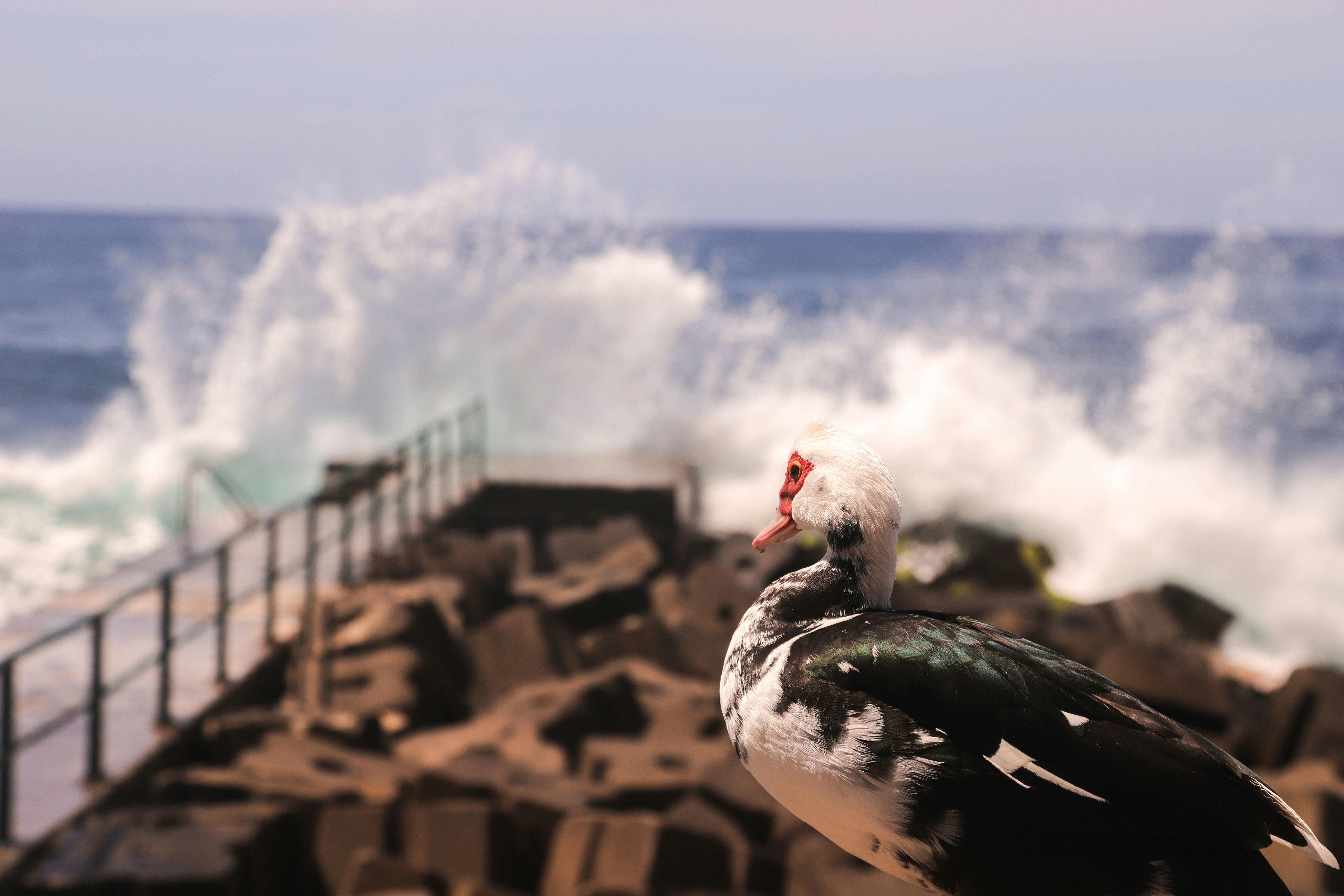A solitary pelican stands near a rocky breakwater as ocean waves crash in the background, highlighting a coastal scene with dynamic motion and natural light.