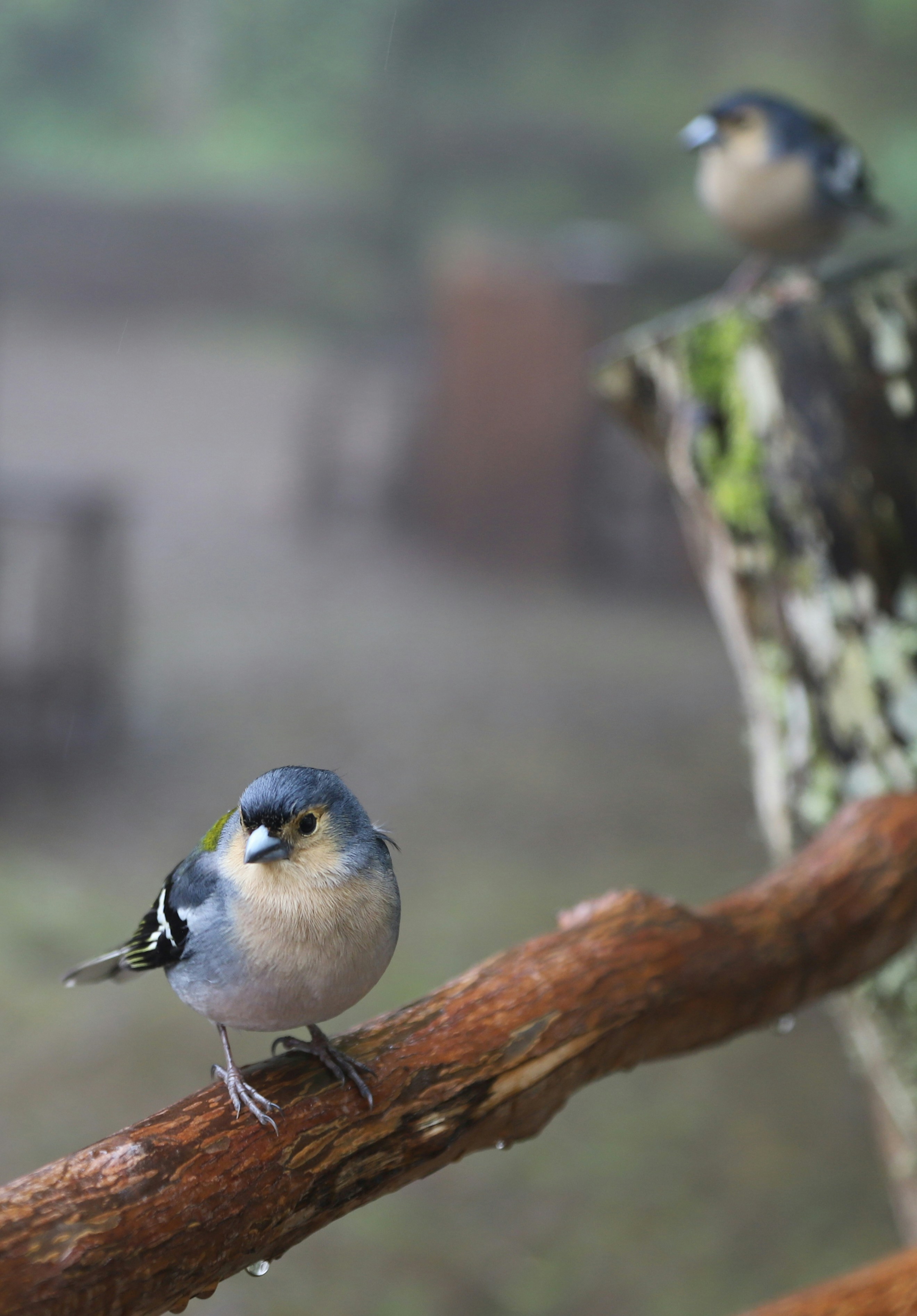 Huddle on a Mossy Branch: A Pair of Marsh Tit Icons