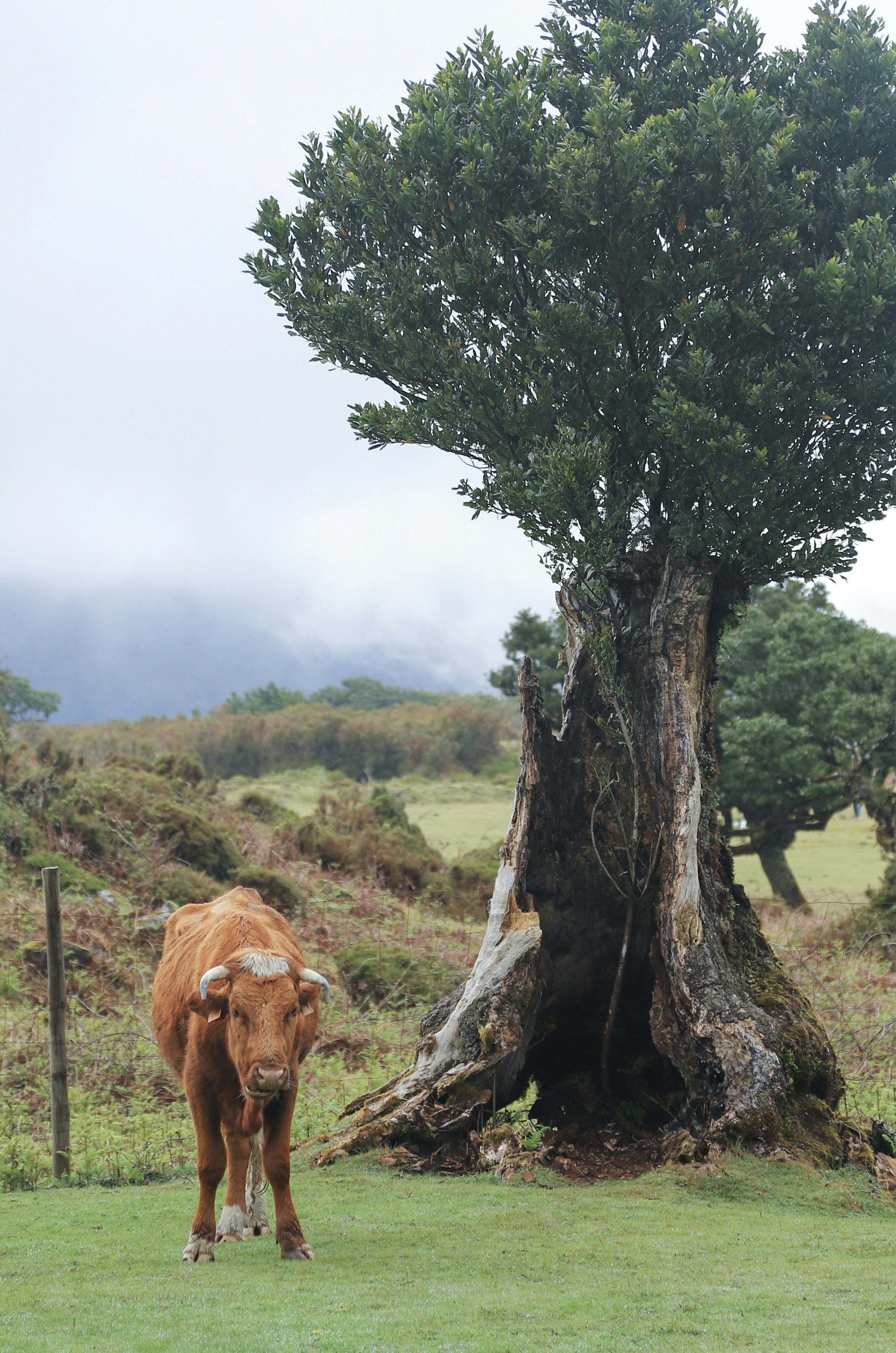 Grazing by the Ancestor Tree