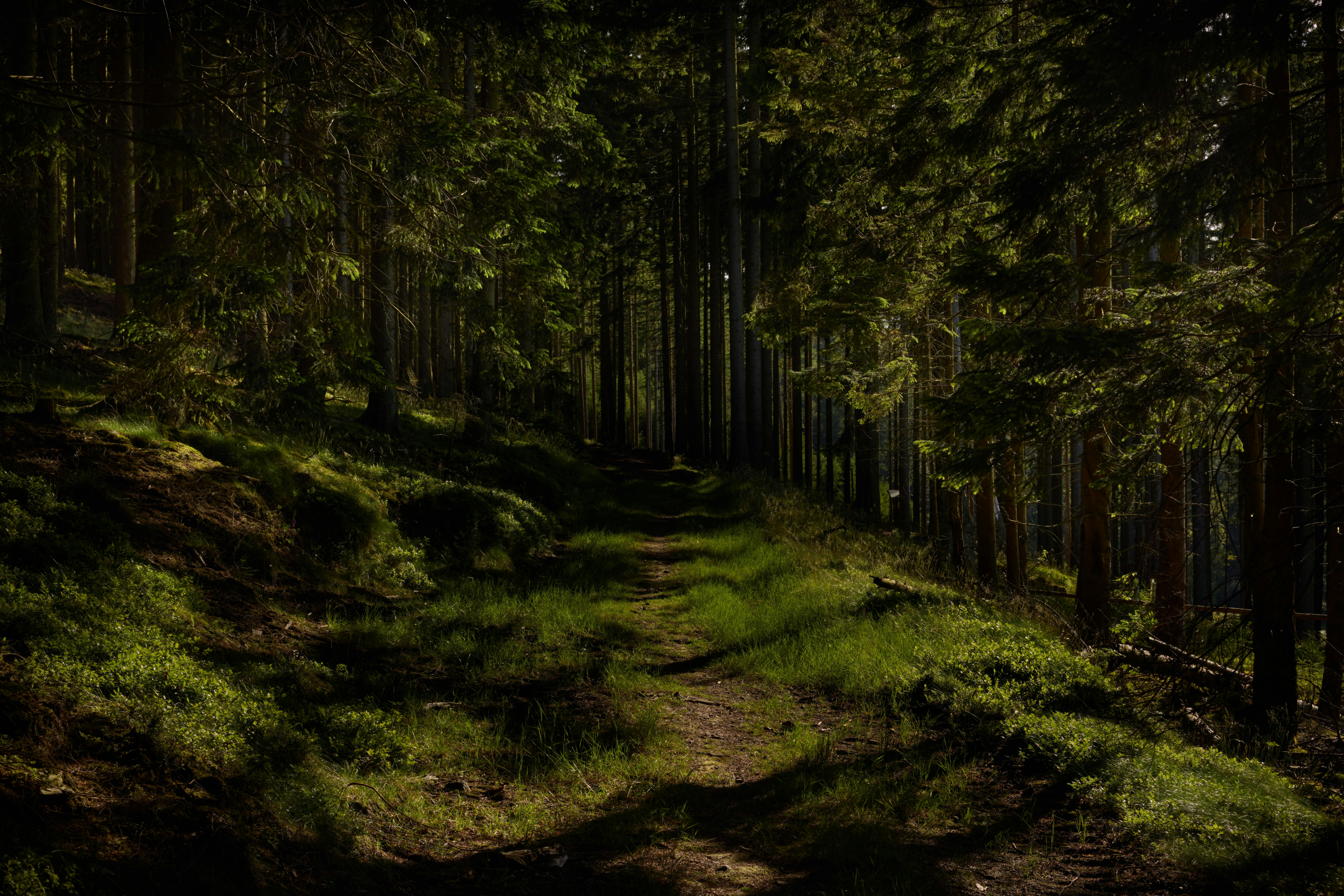 Dappled Path Through an Ancient Pine Forest