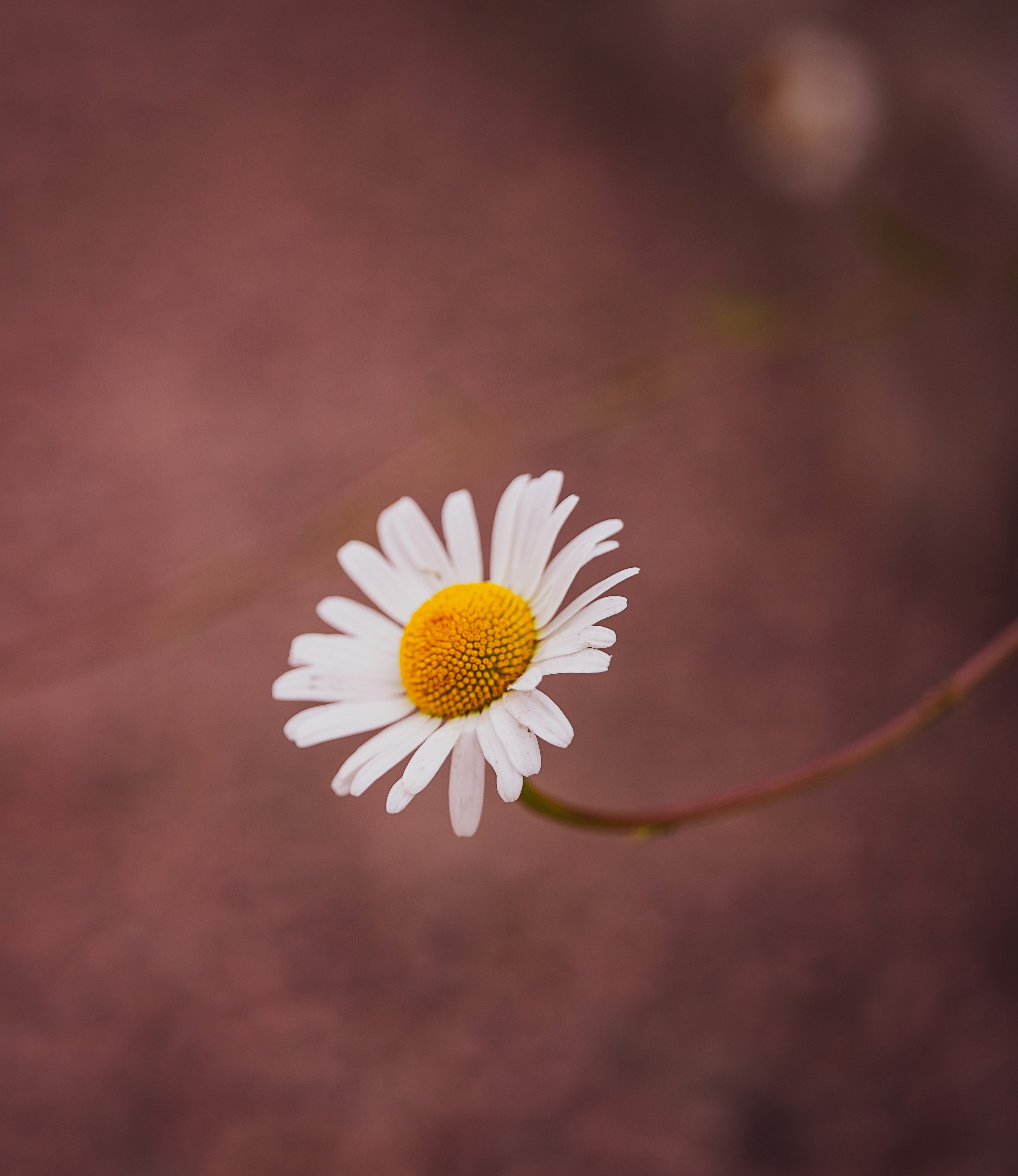 Daisy in Focus: A Lone White Petal with Golden Center on a Soft Blush Background
