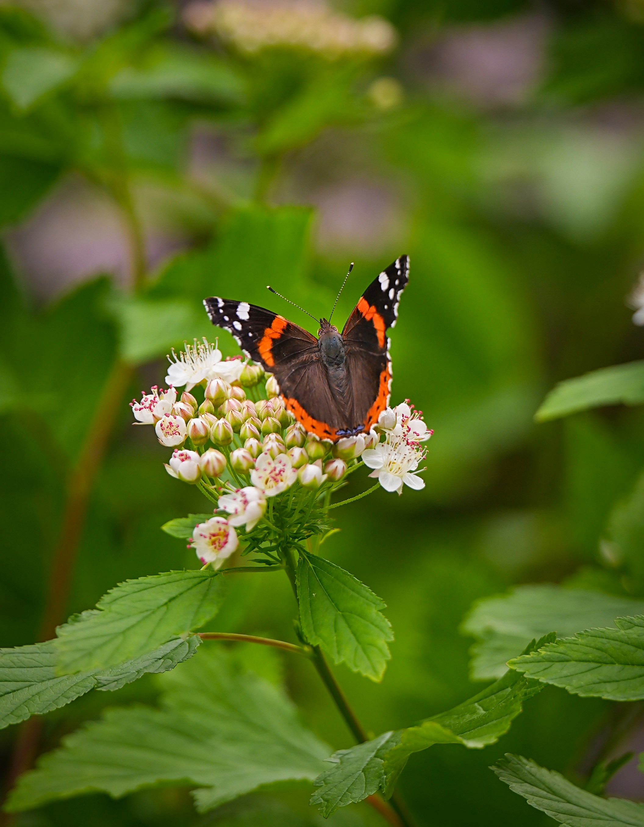 Butterfly on White-Flowered Cluster: A Moment in Green