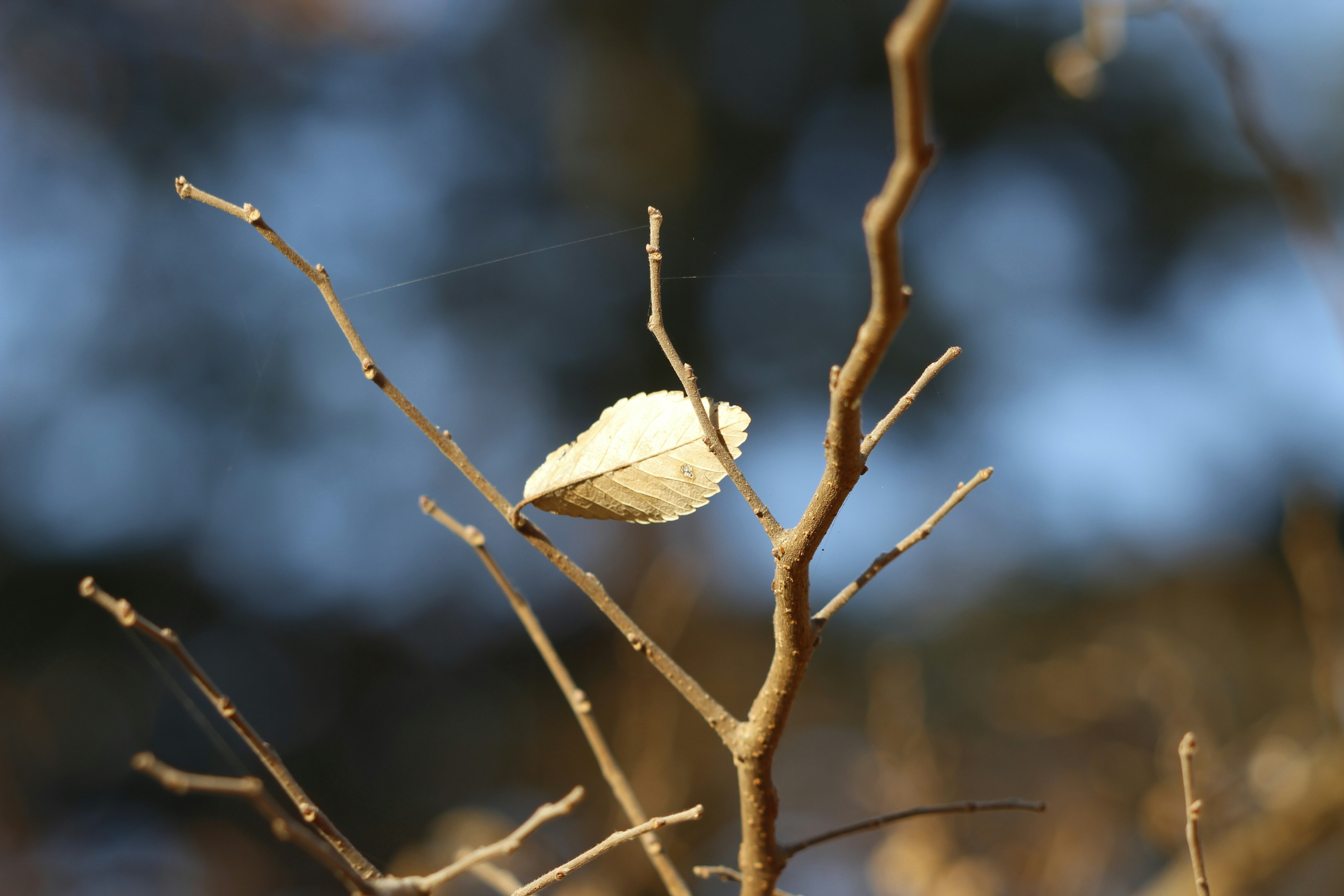 Leaf fragment perched on thin twig with a blurred blue background, highlighting delicate venation and a light Web of silk.