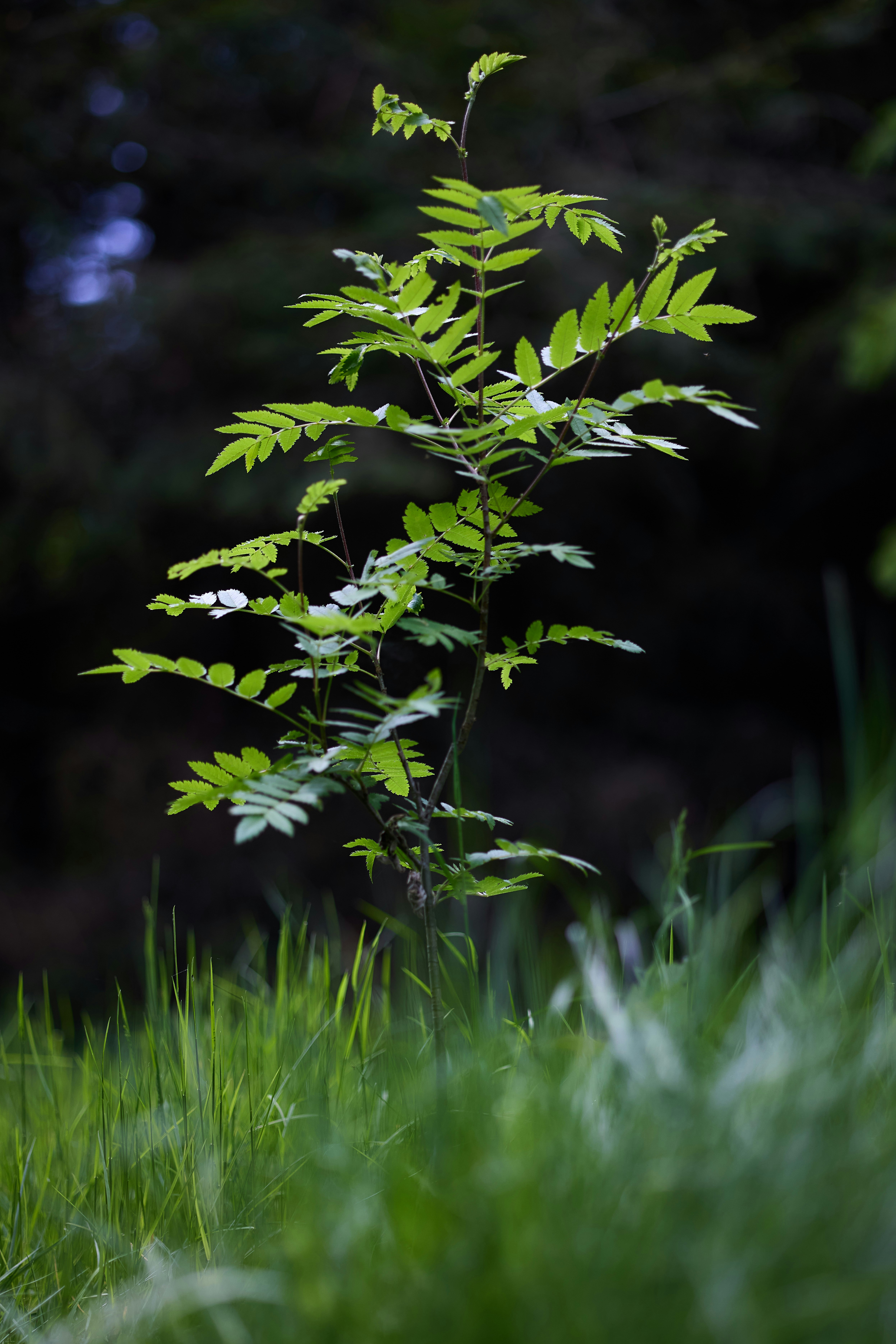 Emerging Brightness: A Young Sprout Reaches Through Dim Light