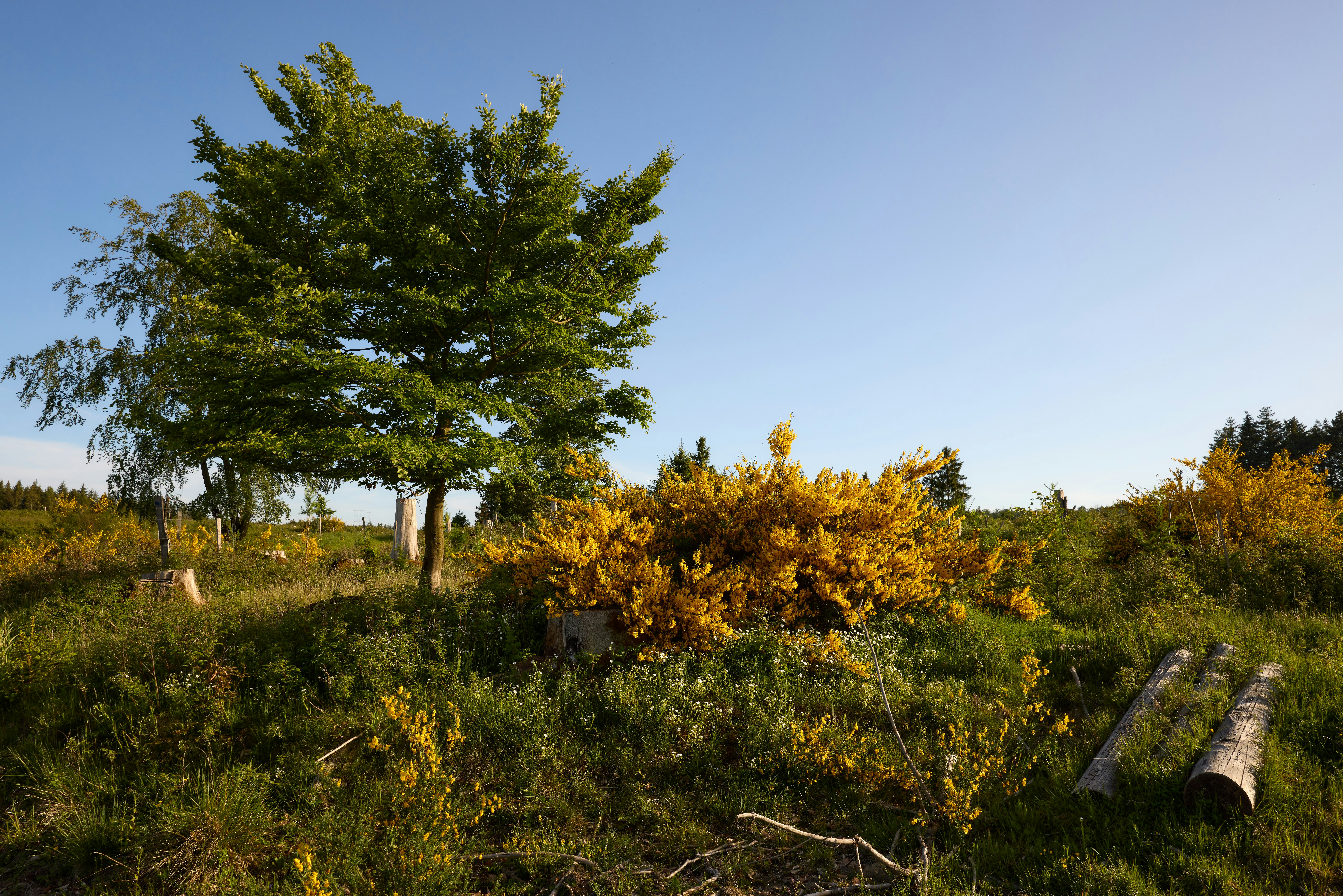Golden Scrub Orchard Under a Clear Sky