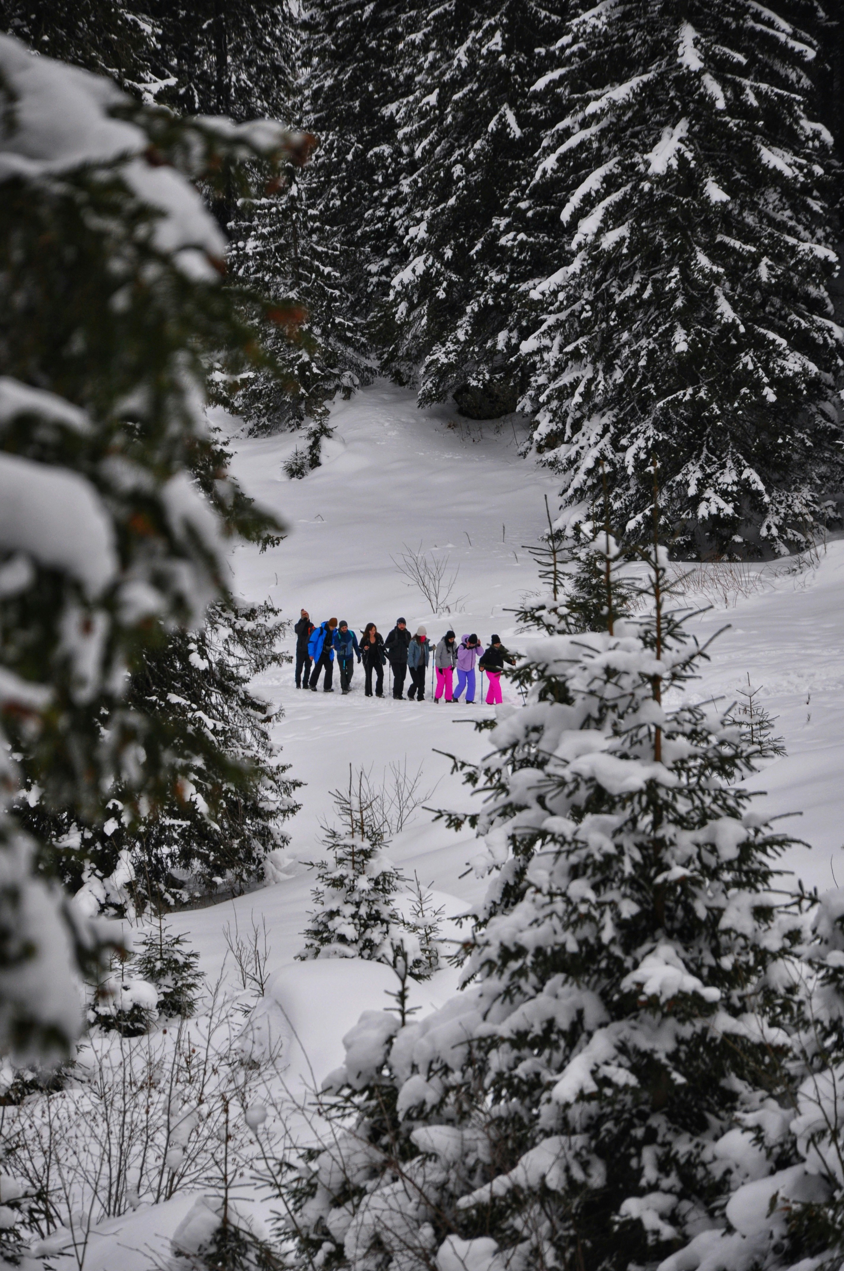 Snowbound Line: A Trek Across a Quiet Forest