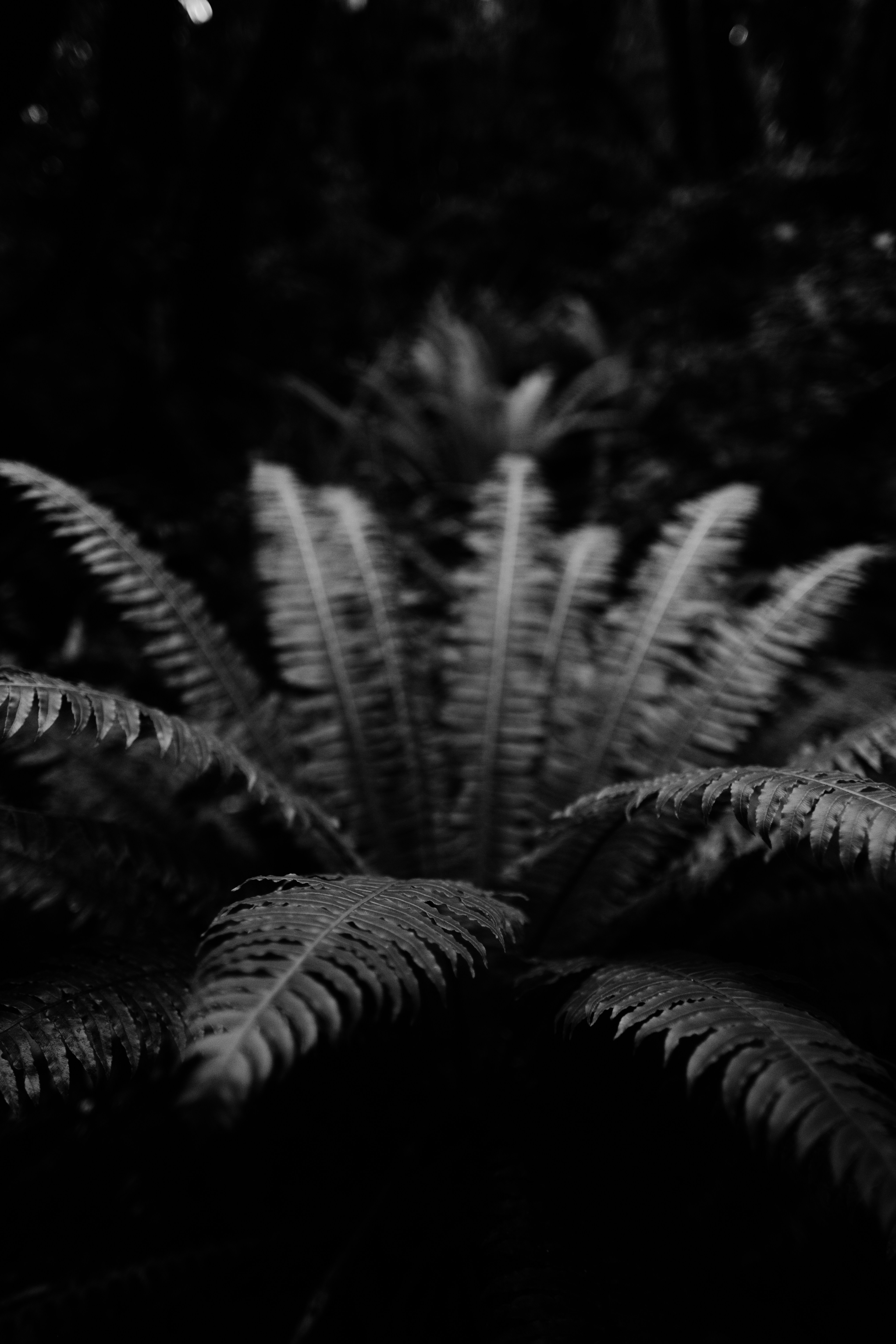 Low-Contrast Fern Centerstage in Dappled Shade
