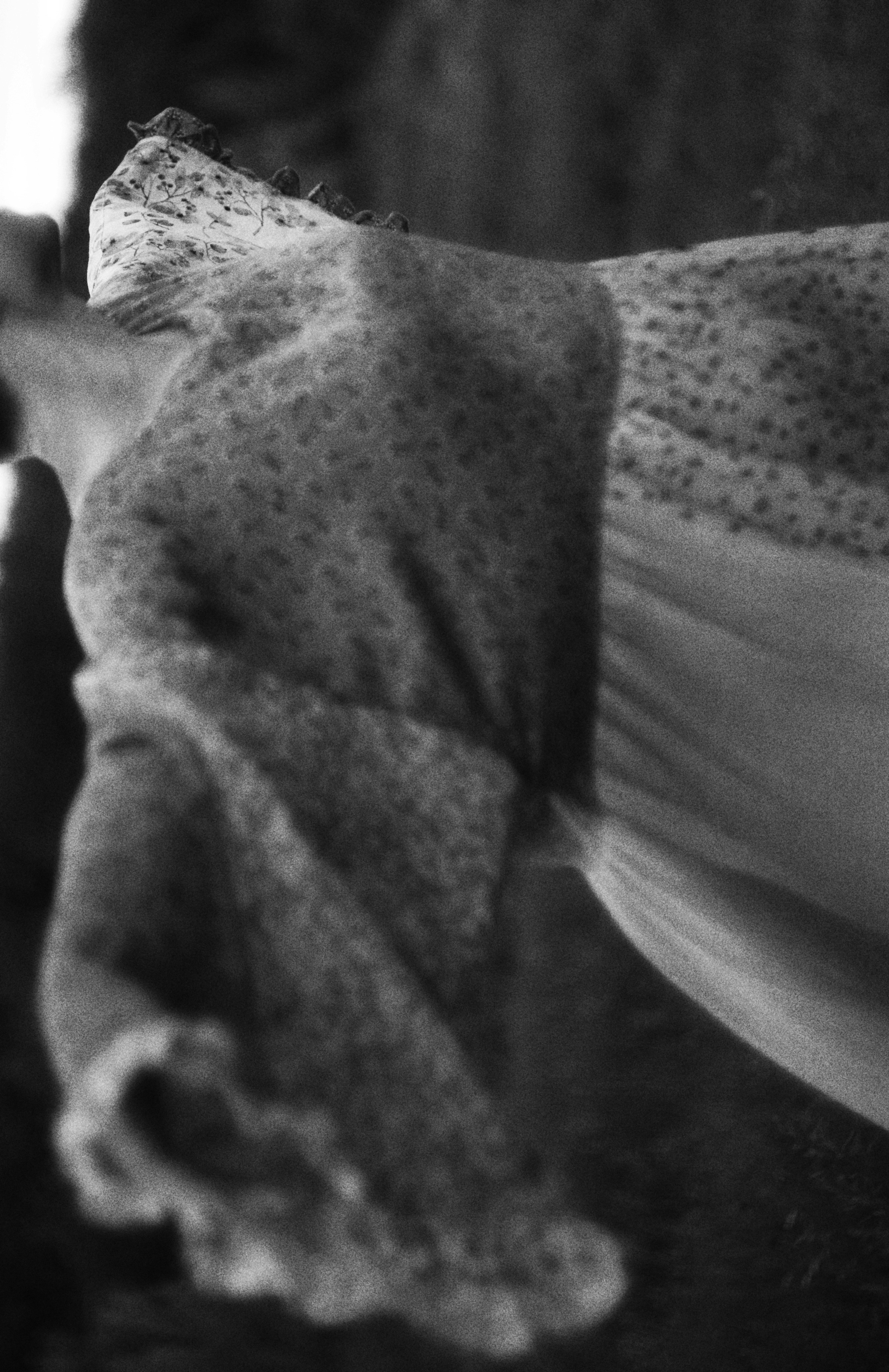 Draped in Shadow: a Close-Up on Texture and Form