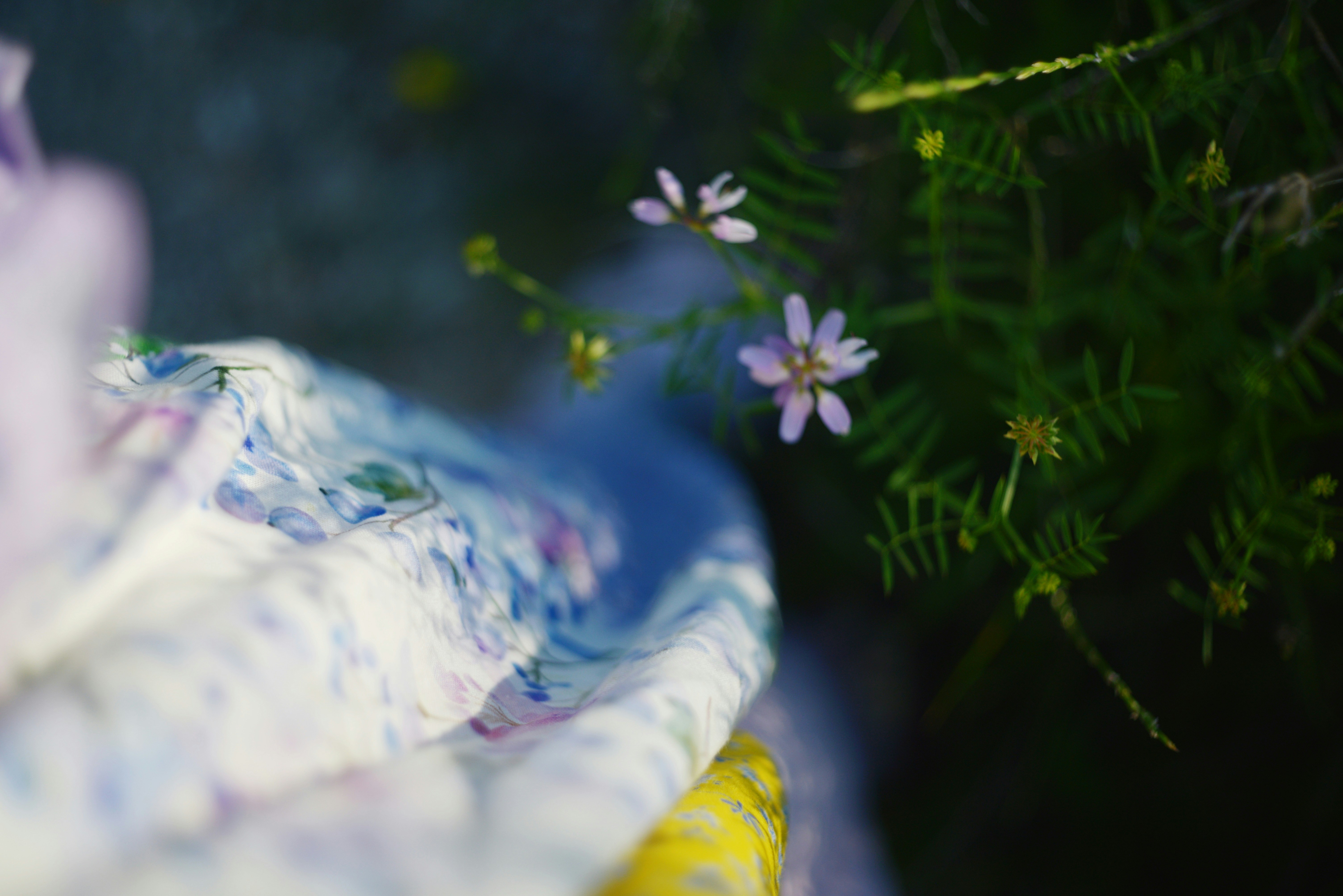 Bloom amidst Linen and Ferns