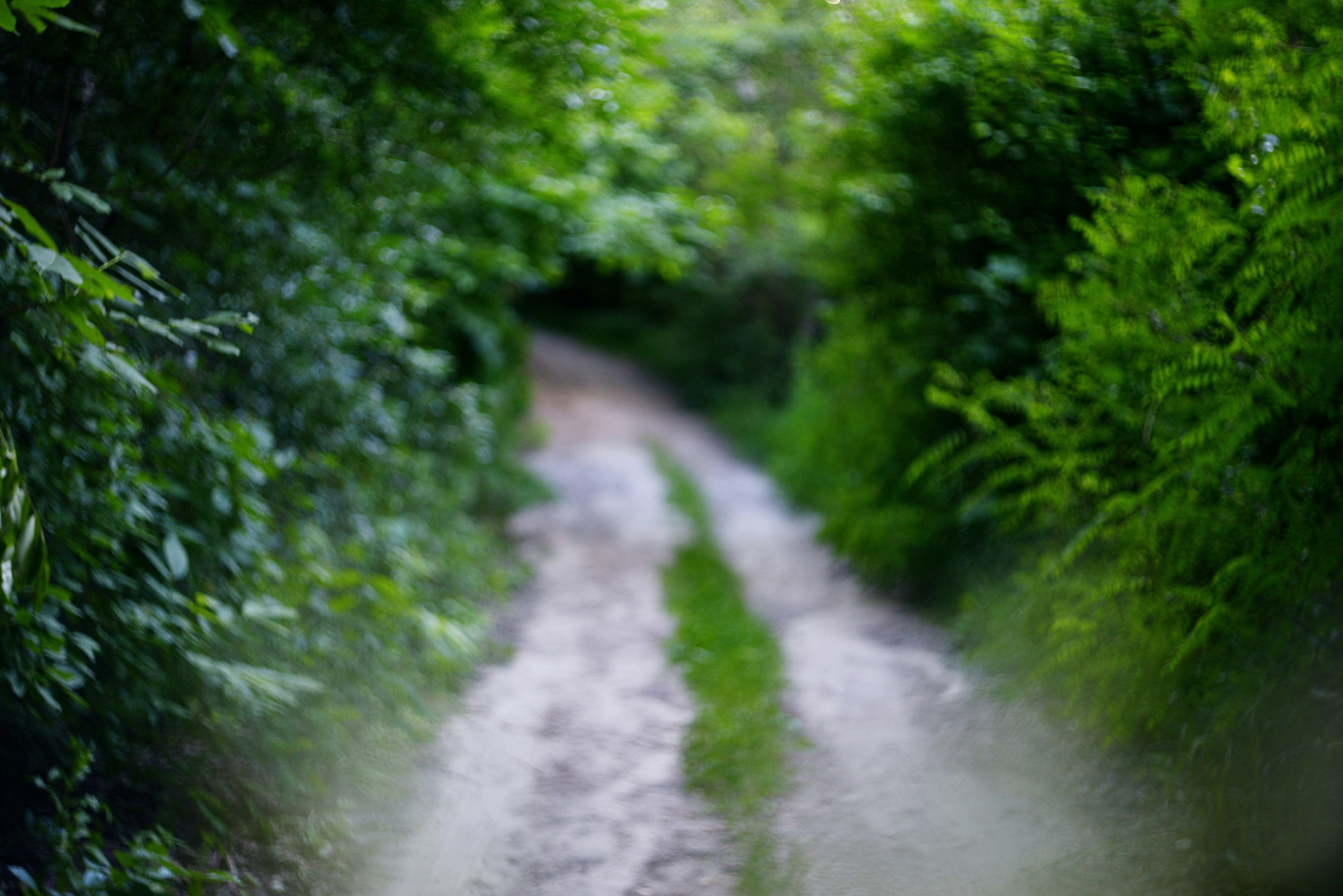 Misty gravel path through a green corridor