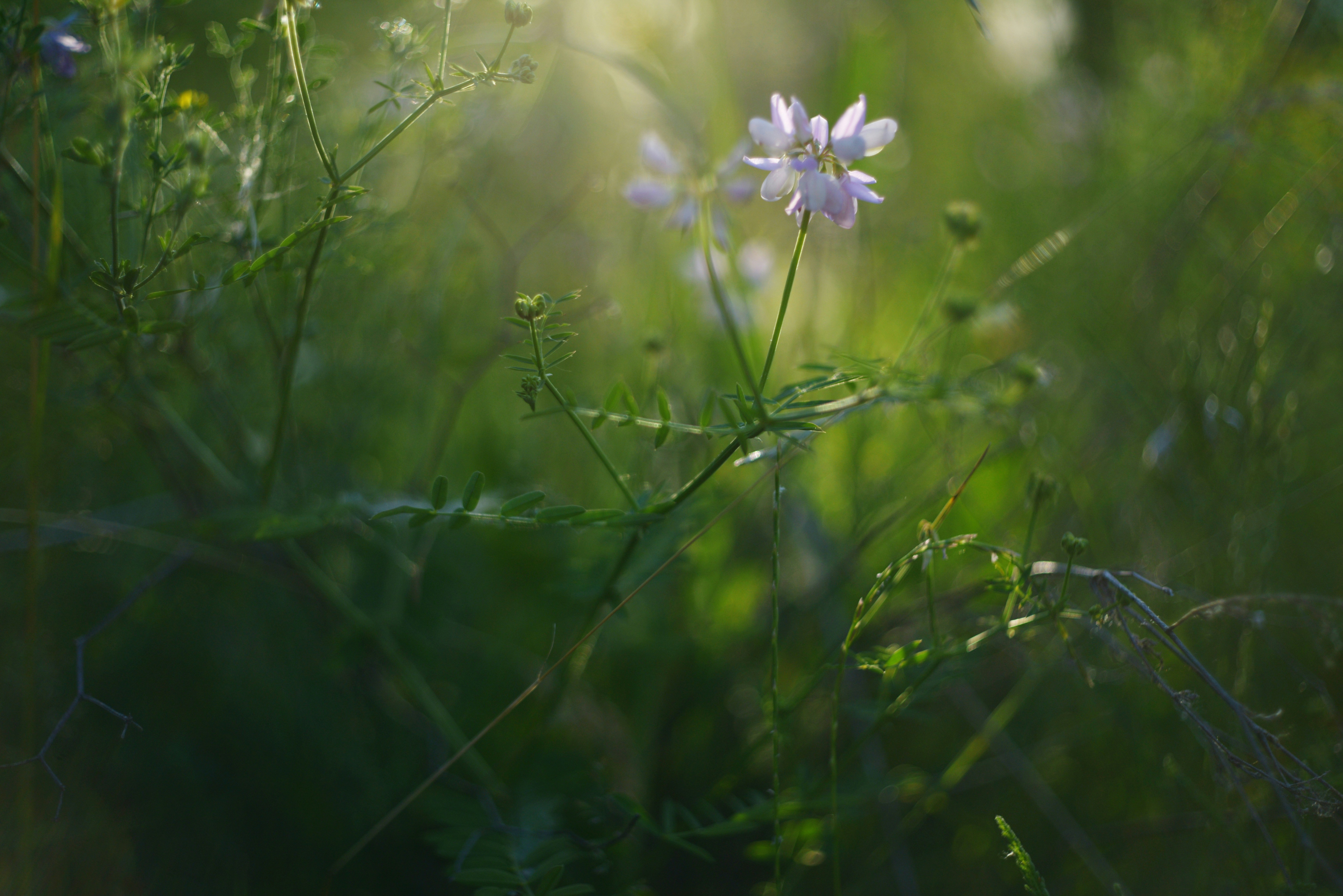 Whisper of Petals: a lone bloom amid green hush