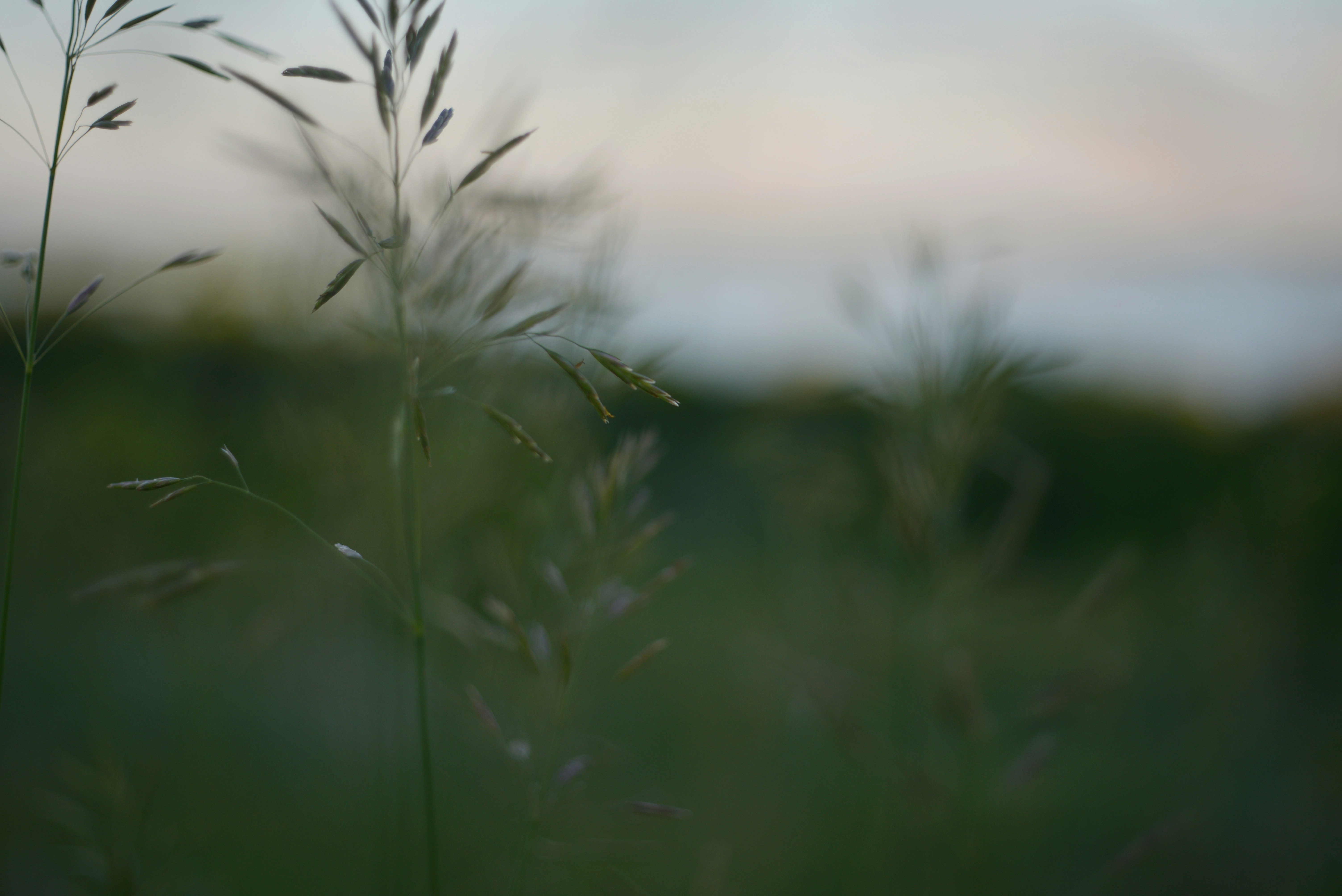 Whispers of Grass at Dusk
