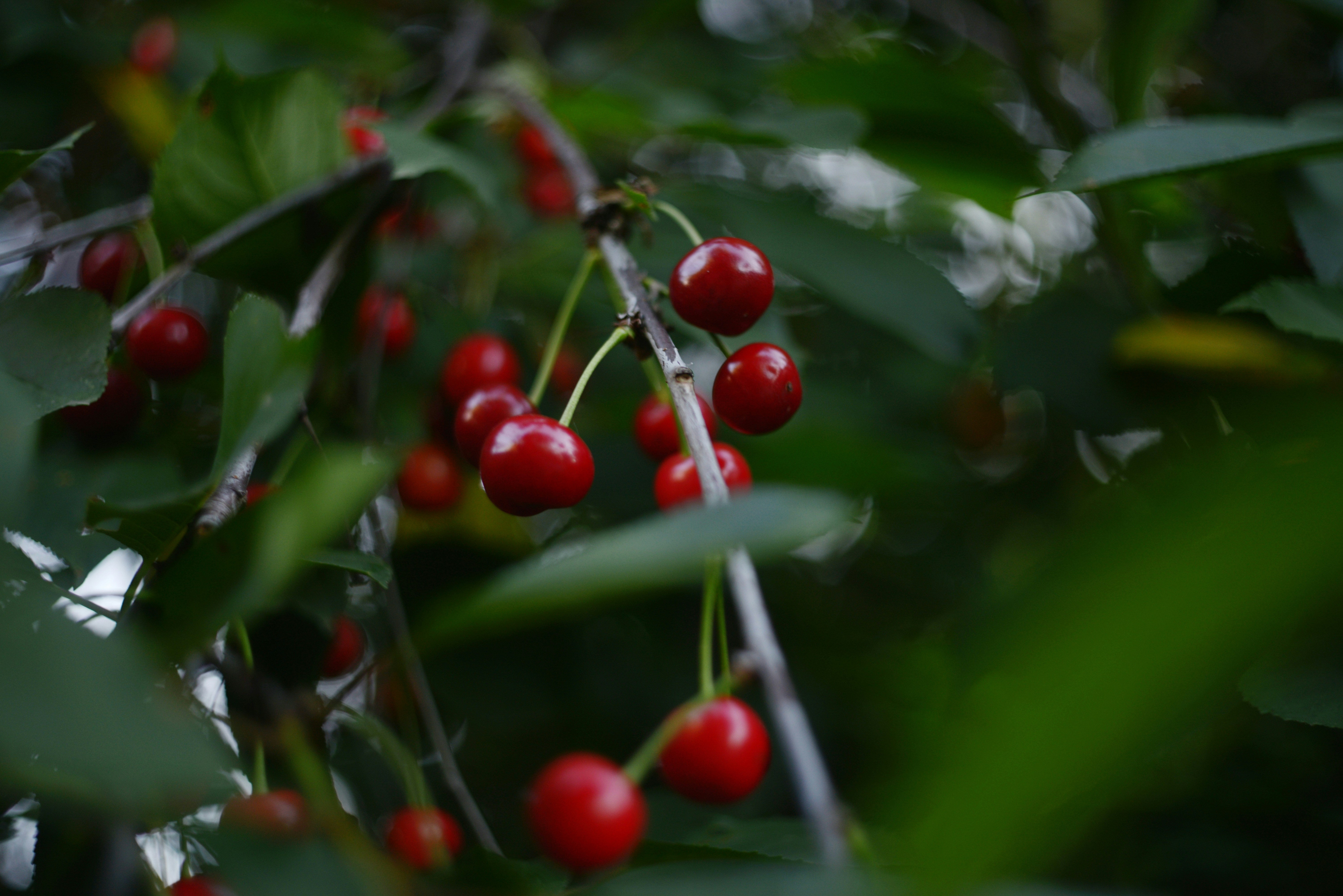 Red Cherries in a Quiet Green Canopy