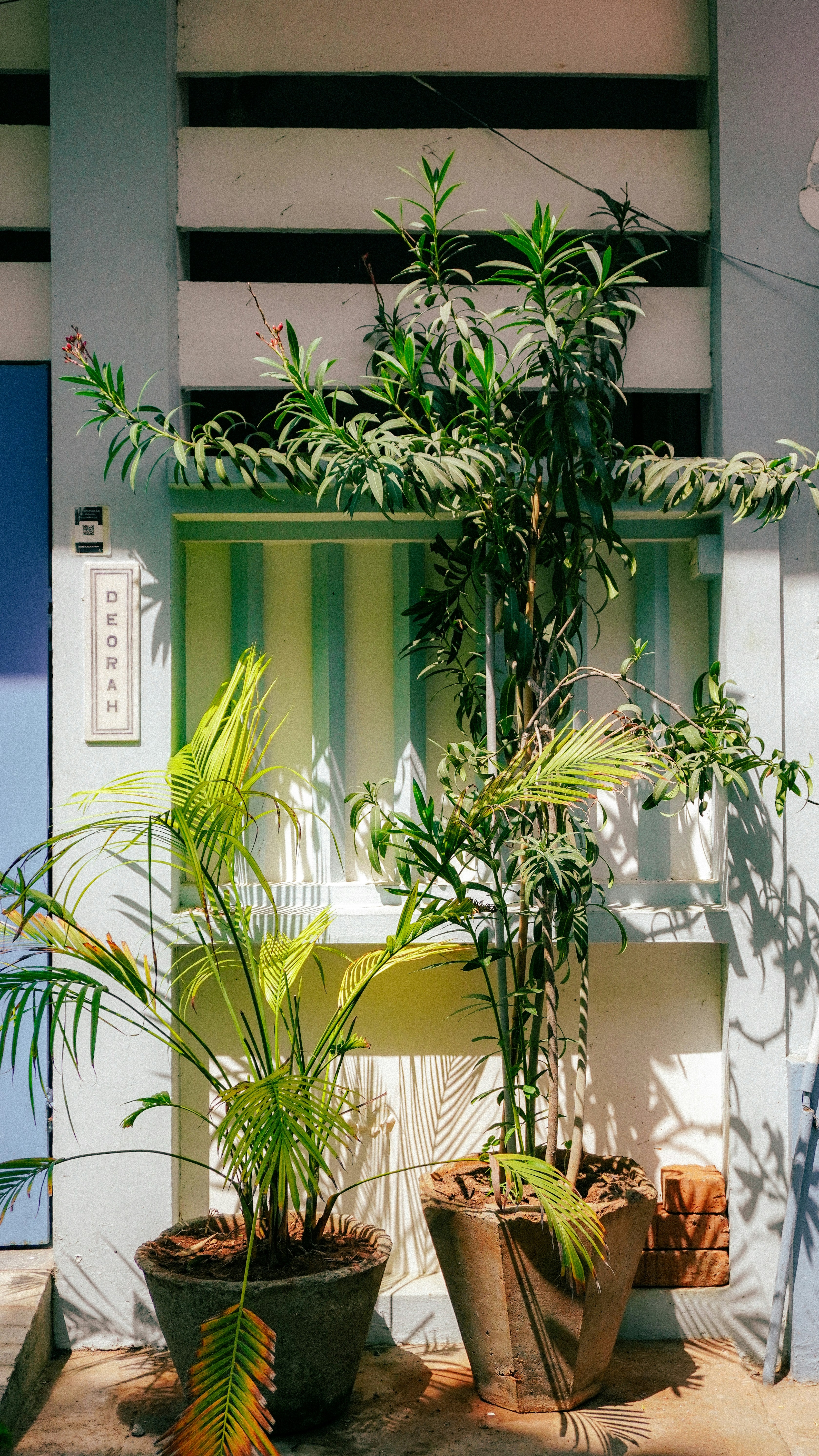 Urban Oasis: Sunlit Foliage Framing a Quiet Doorway