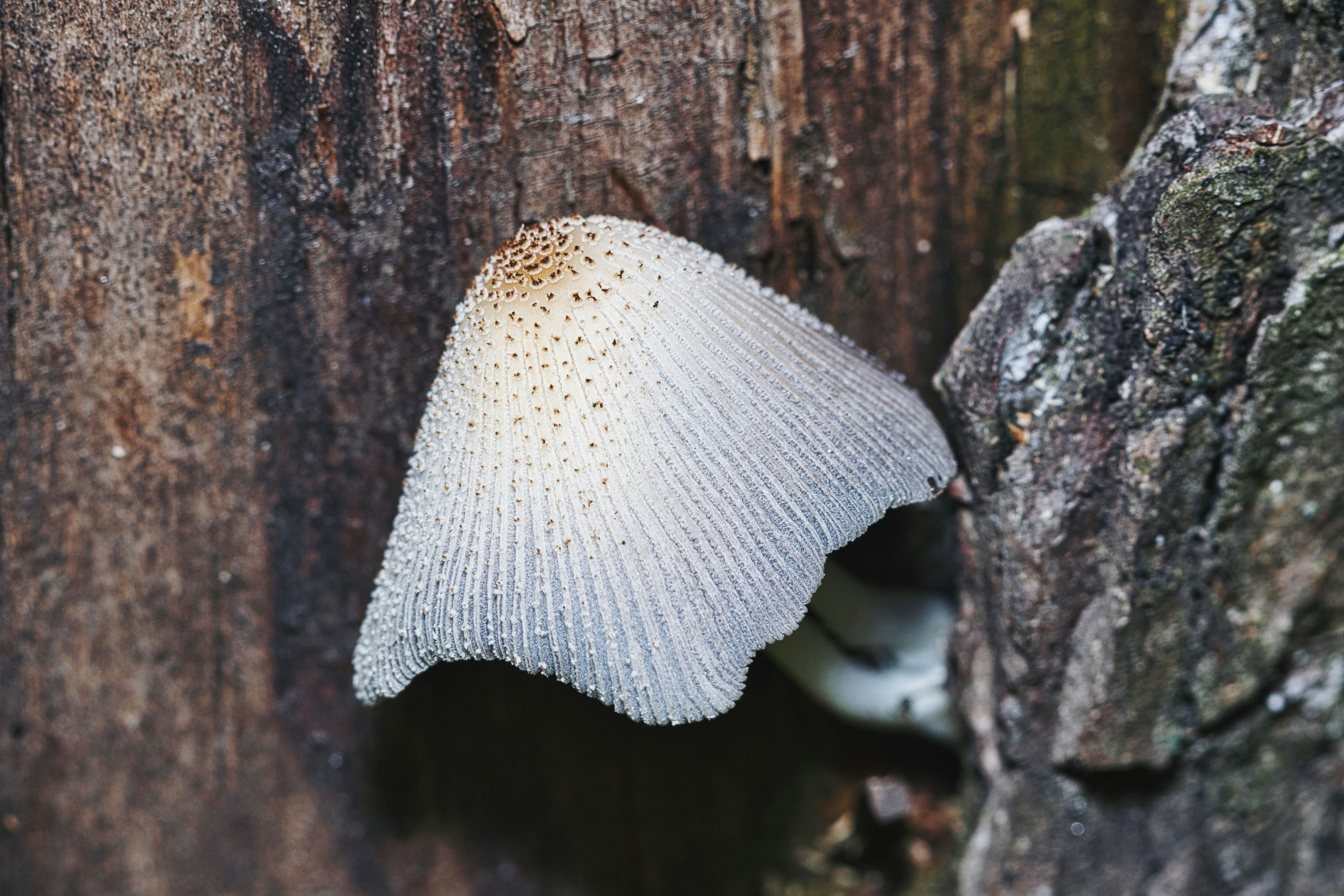 A Pale Shelf Gleams from A Birch Bark Cavity