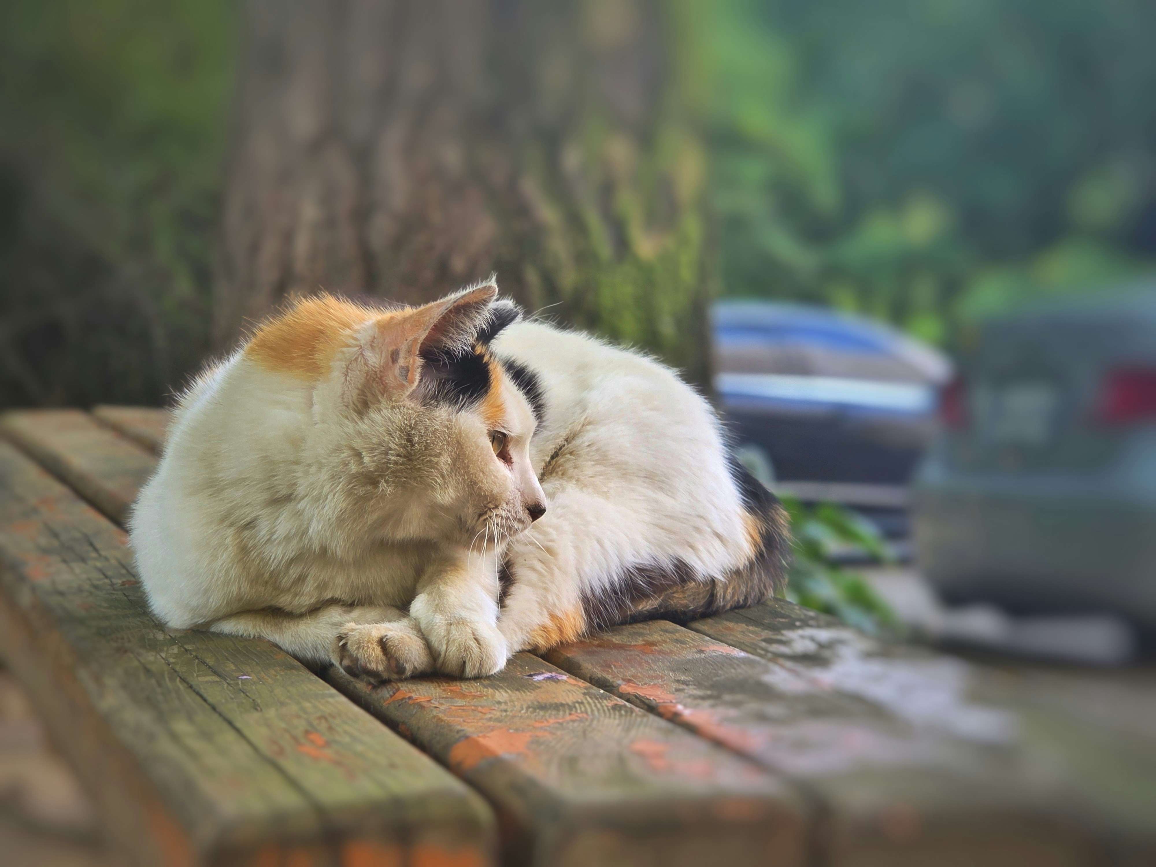 Nap Pair on a Wooden Bench: Soft Fur and Morning Light