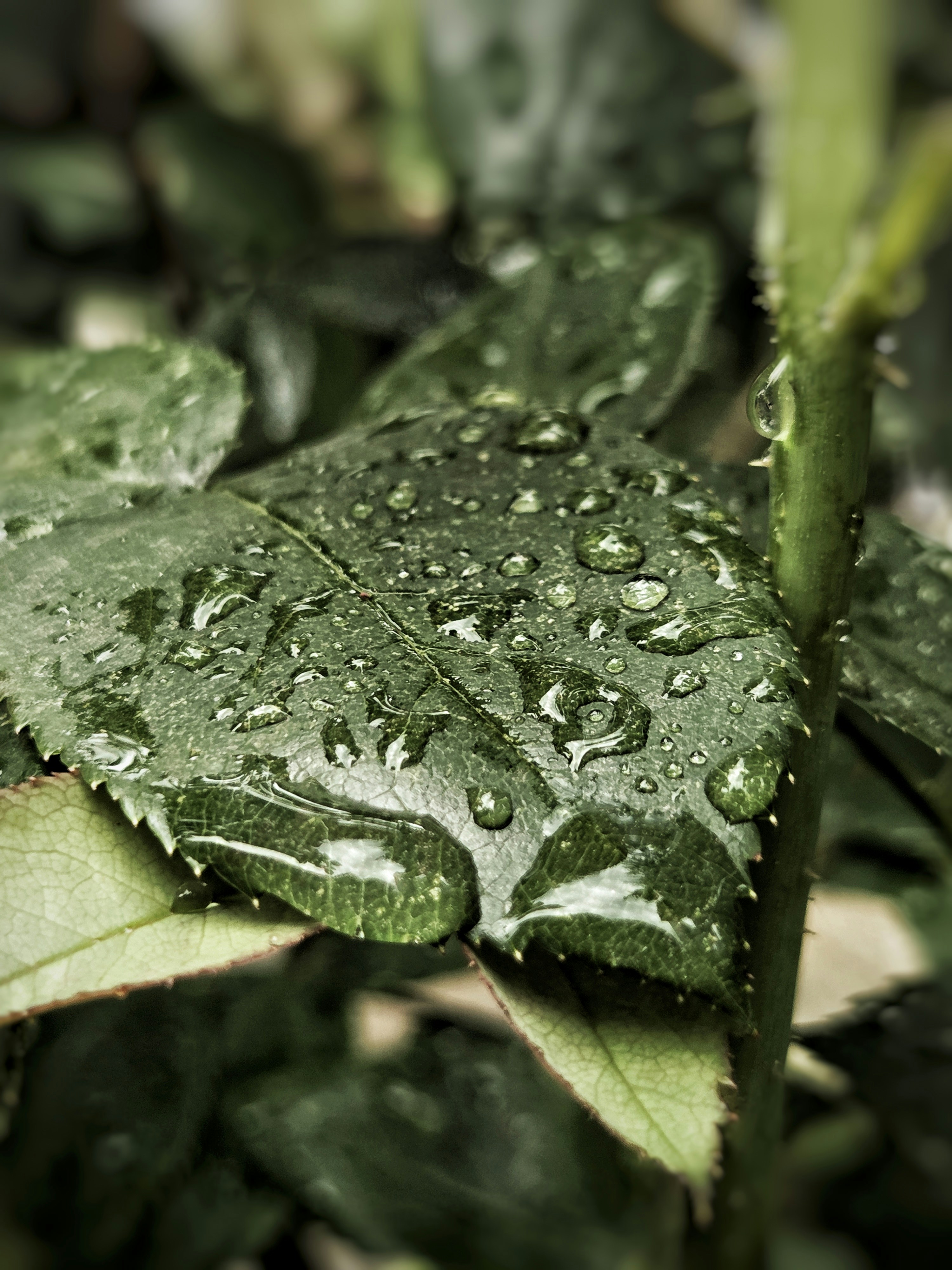 Macro close-up of a dew-laden rose leaf showing textured venation and water droplets, captured to highlight natural sheen and leaf details; a natural, botanical close-up shot.