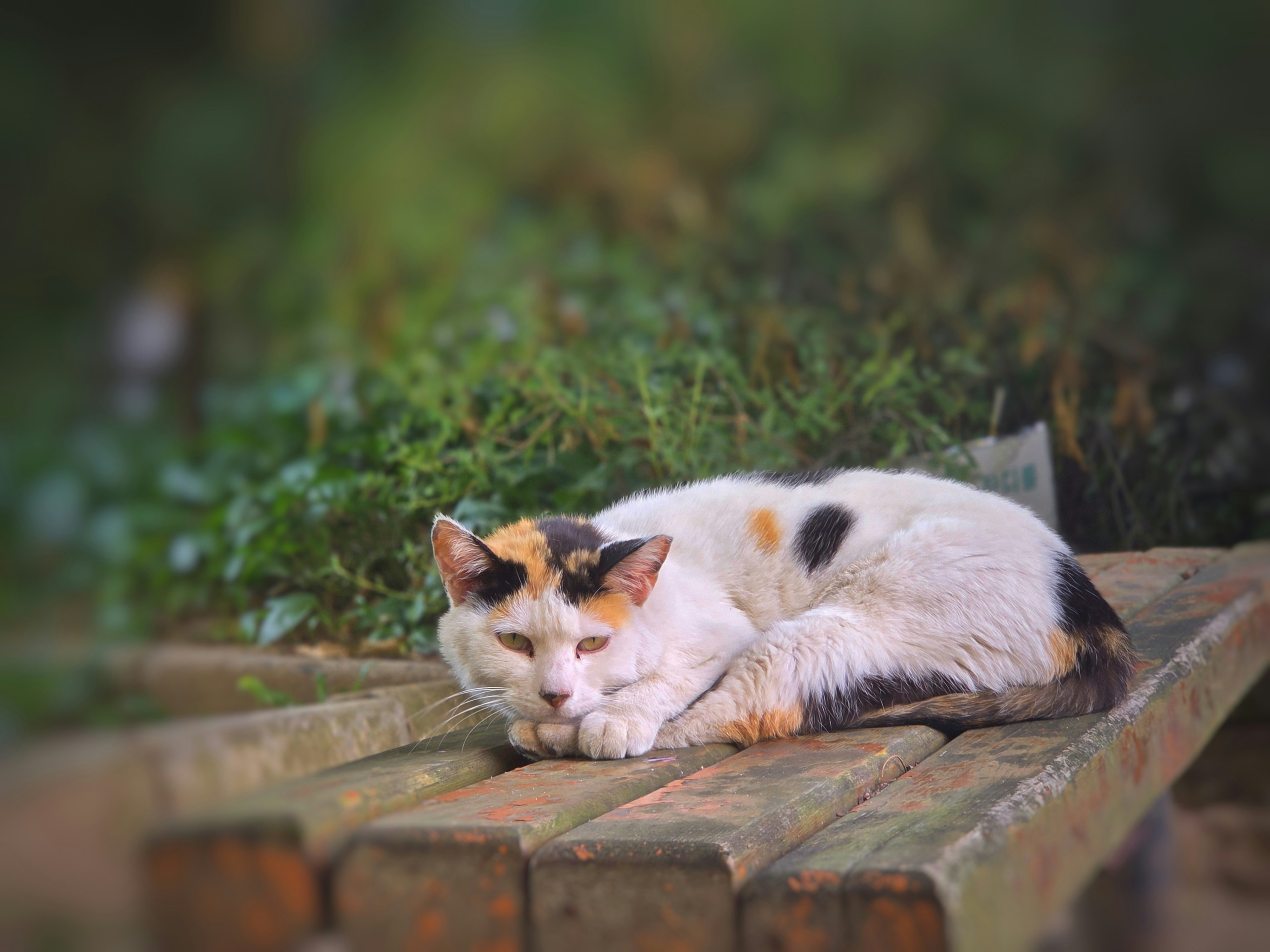 Calico cat lounging on a weathered wooden bench with greenery in the blurred background.